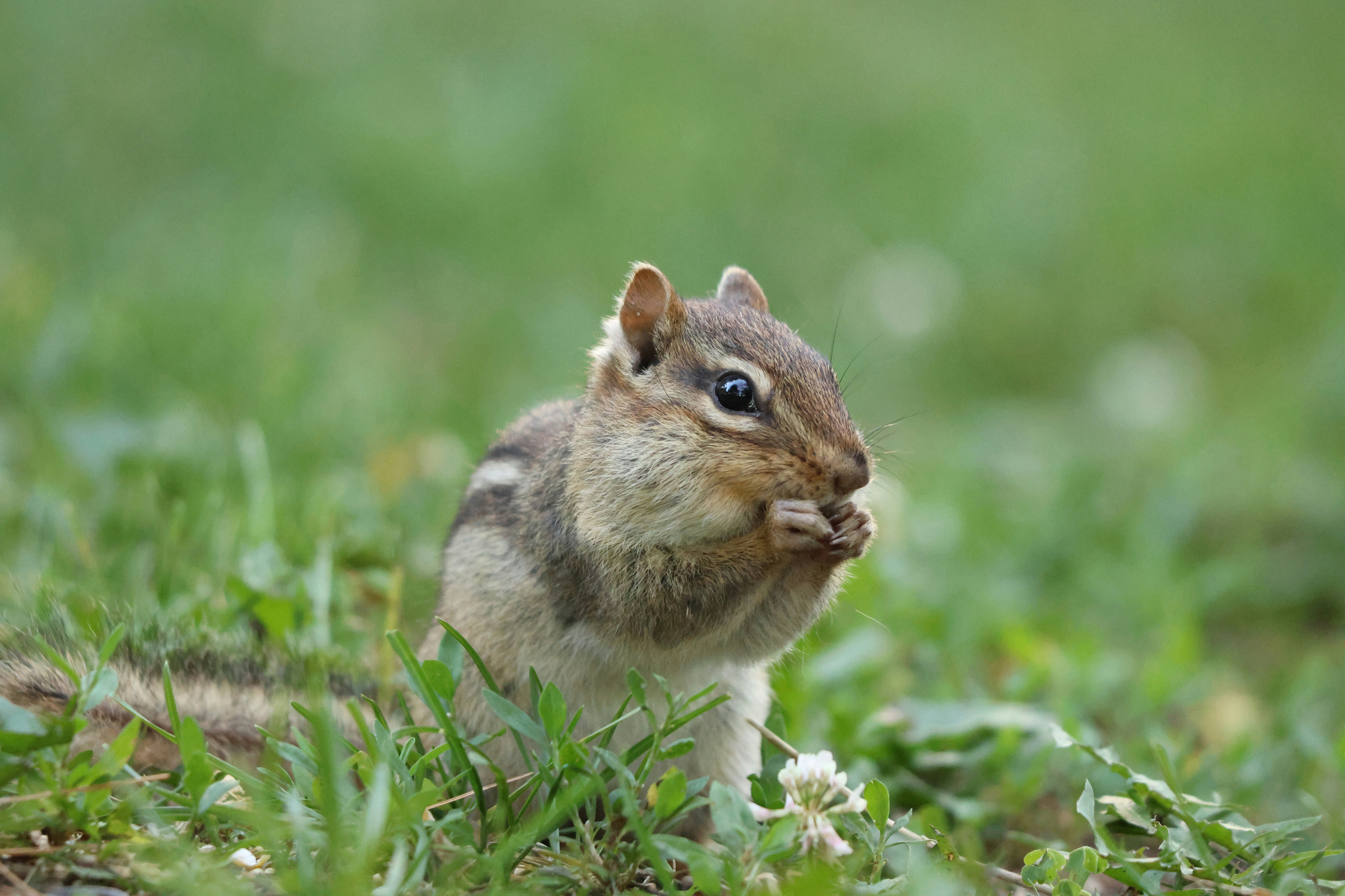 Chipmunk at Snack Break in a Sunlit Meadow