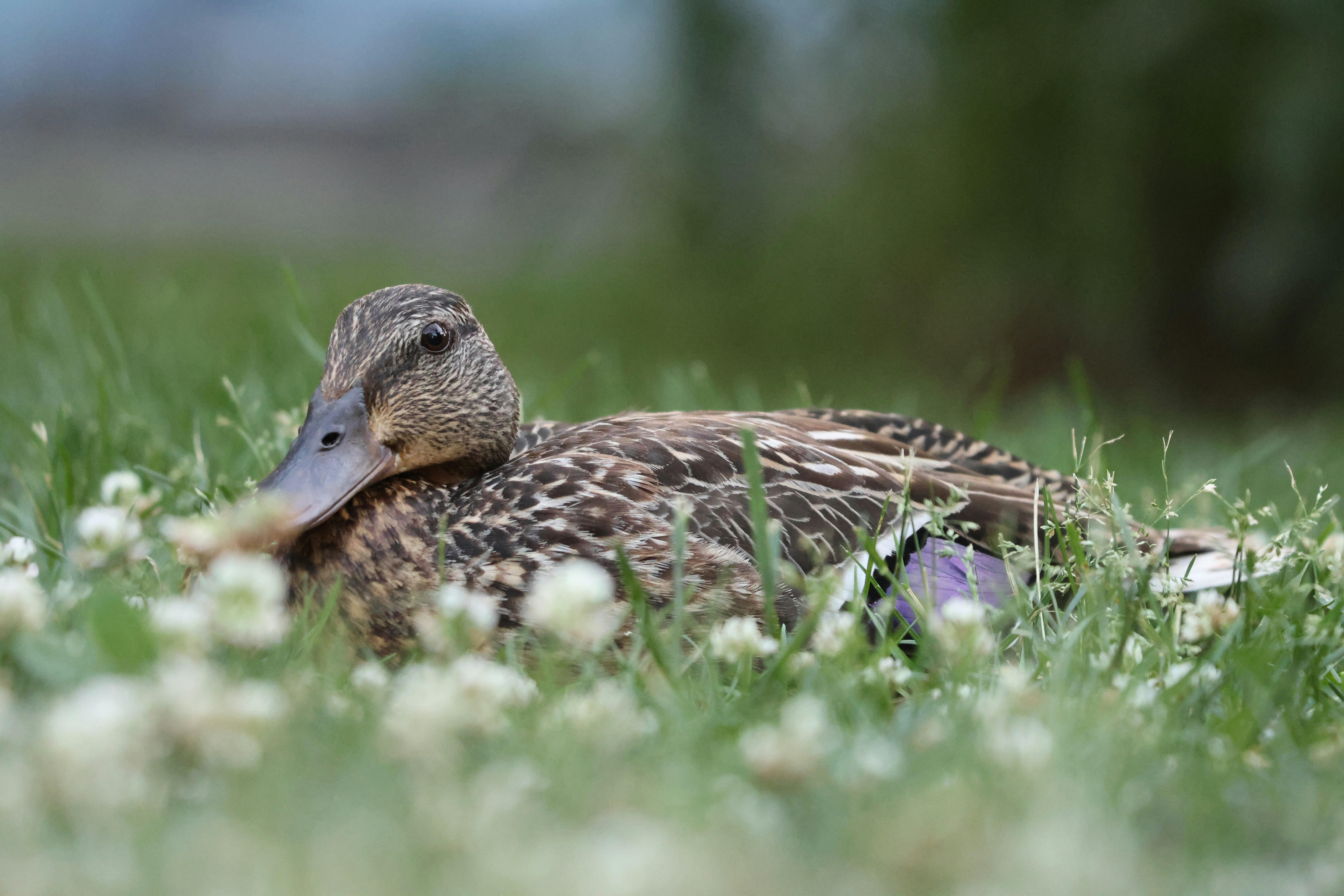Drowsy Mallard Rest in a Dappled Spring Meadow