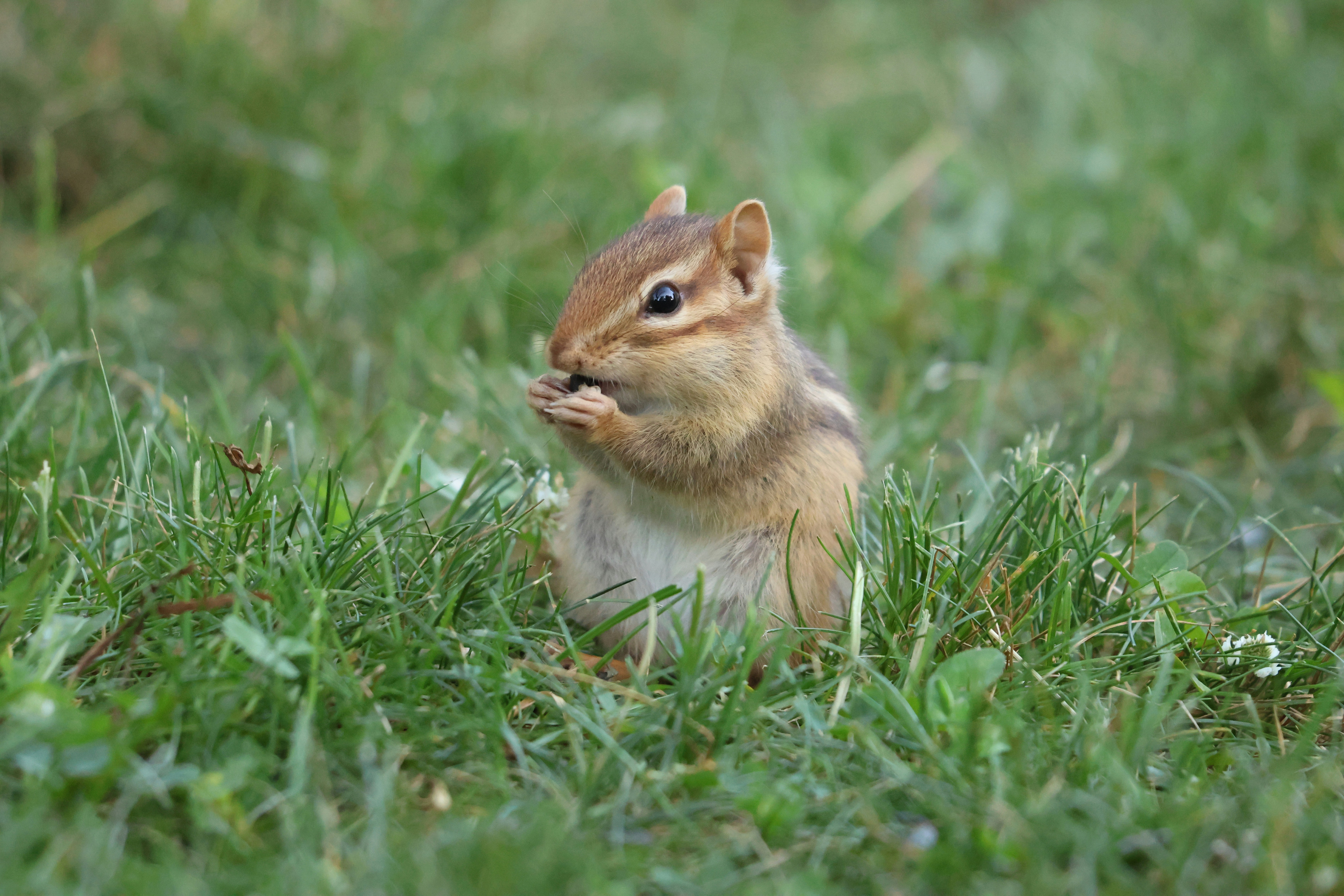 A young Chipmunk eats a whole sunflower seed in green grass near Sunset