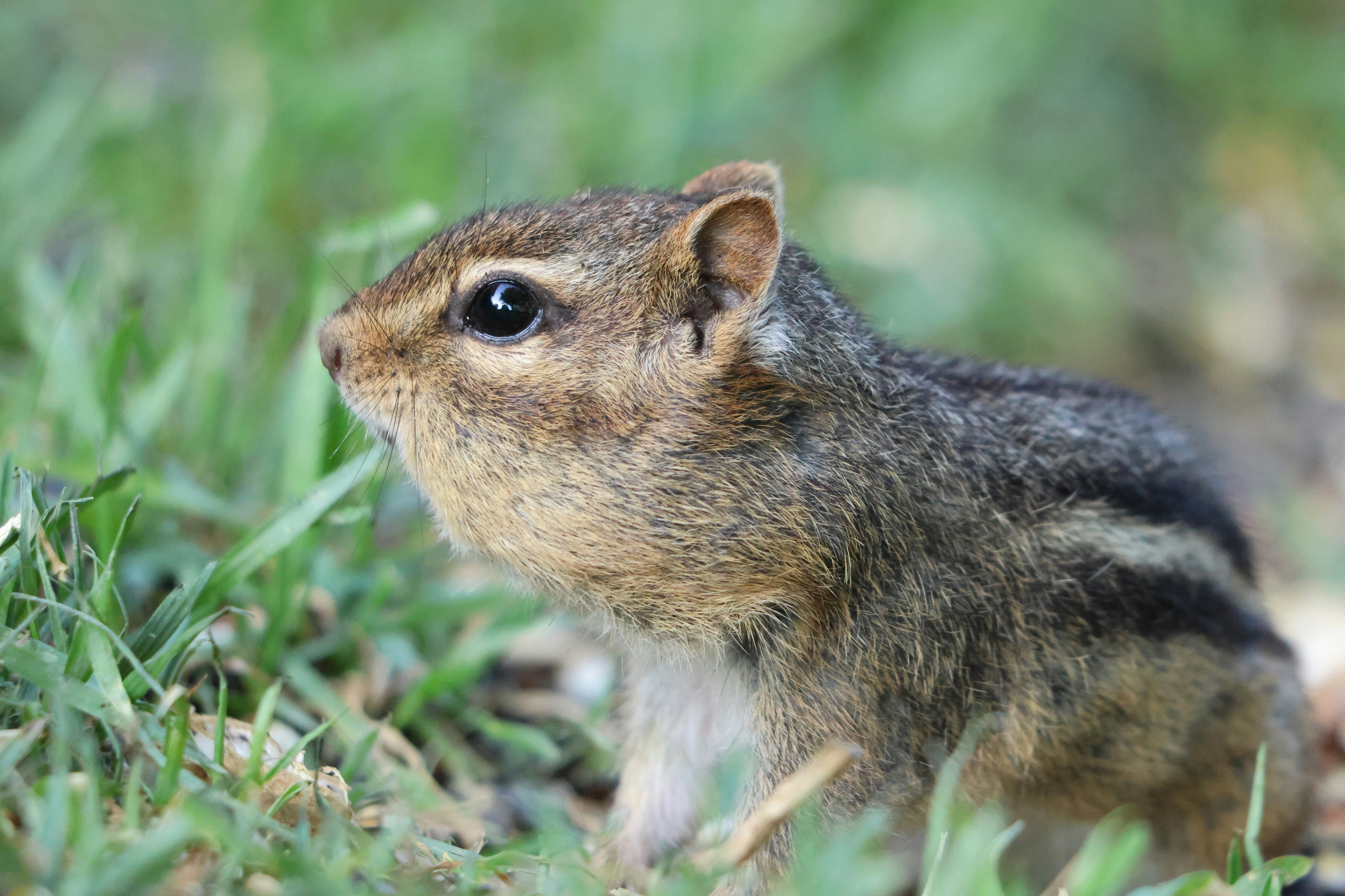 Curious Ground Squirrel on grass edge