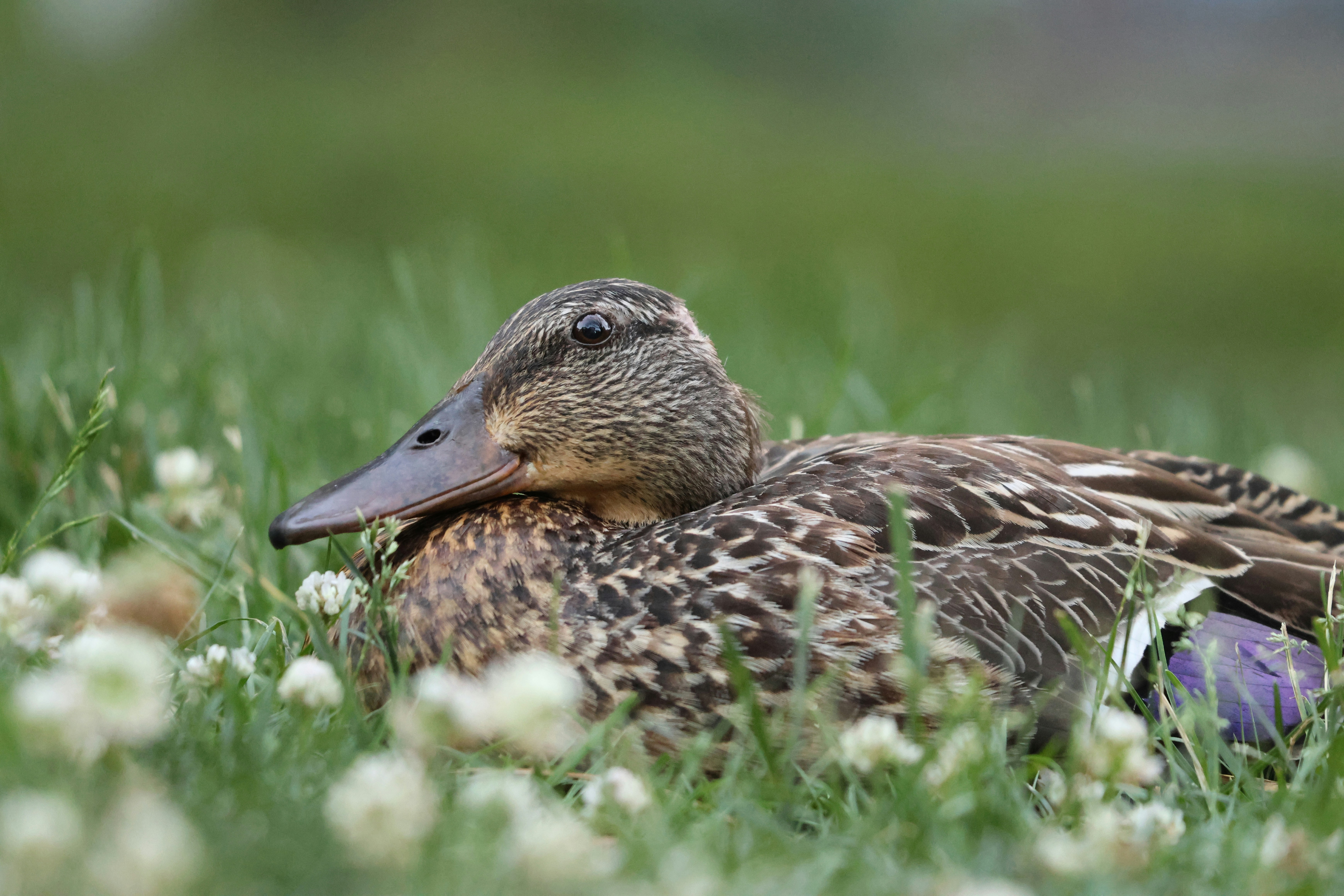 Resting Mallard in a Clover Field