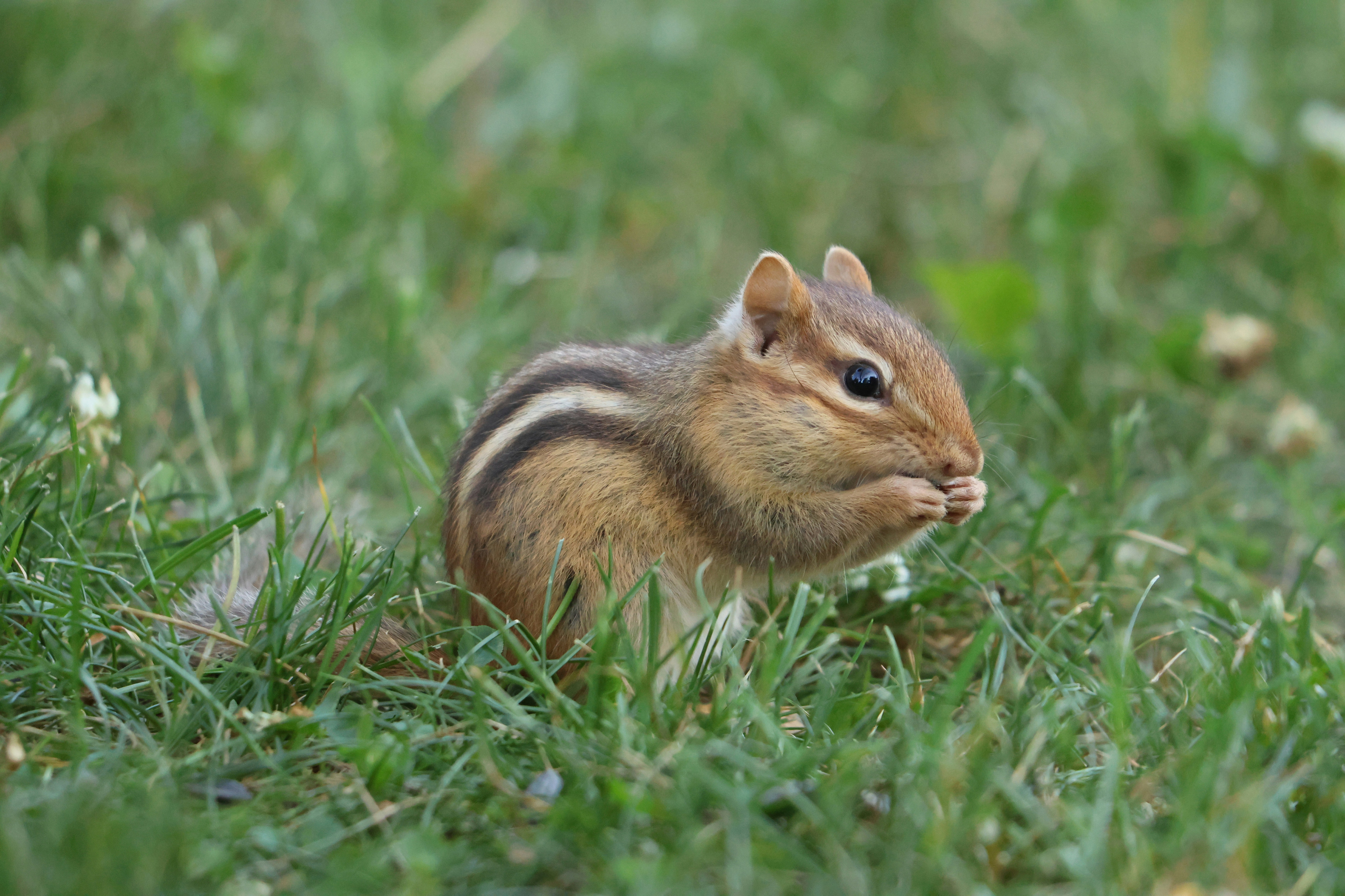 A young Chipmunk eats a whole sunflower seed in green grass near Sunset