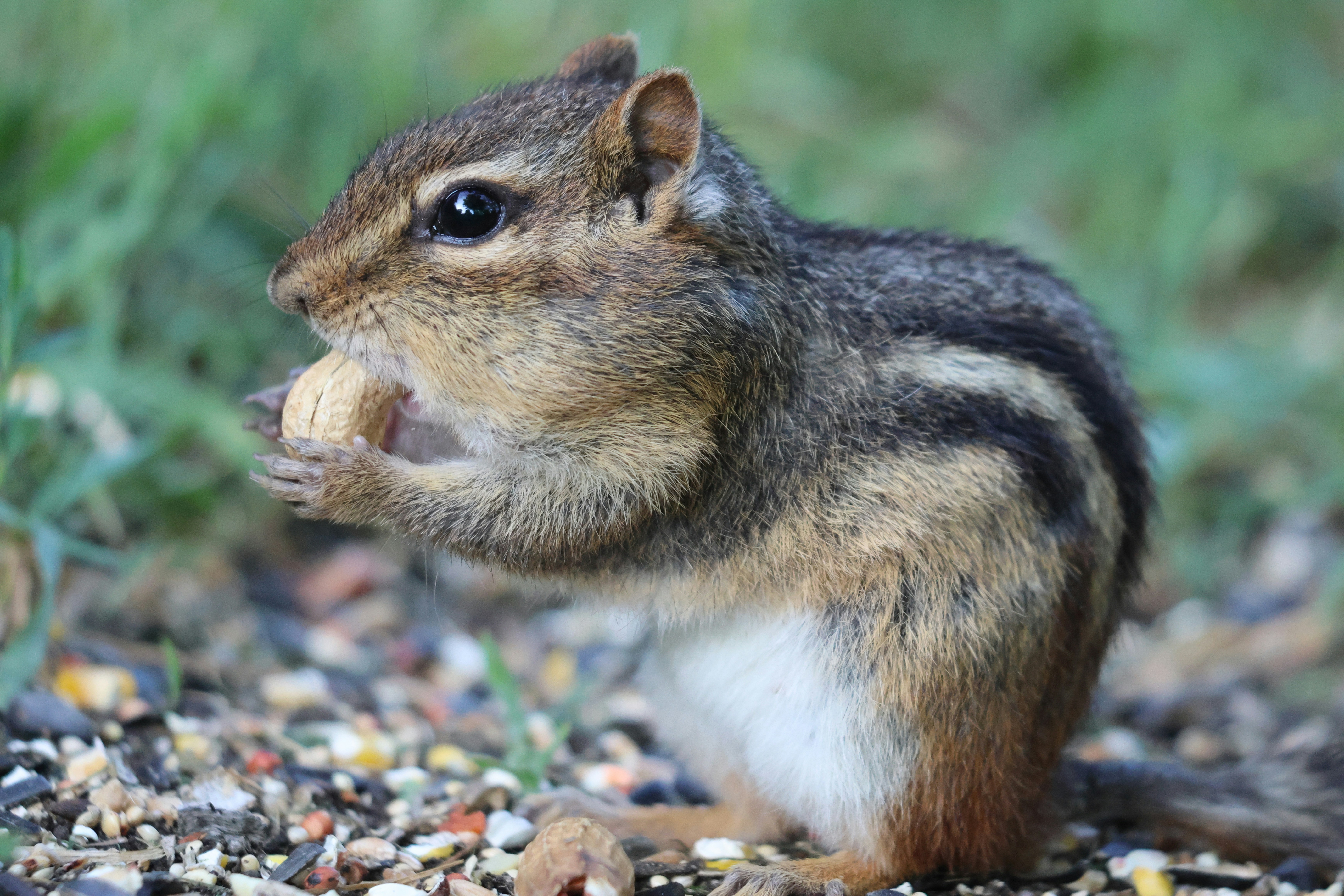 A Chipmunk eats a whole peanut in green grass near Sunset with a nearby bird feeder