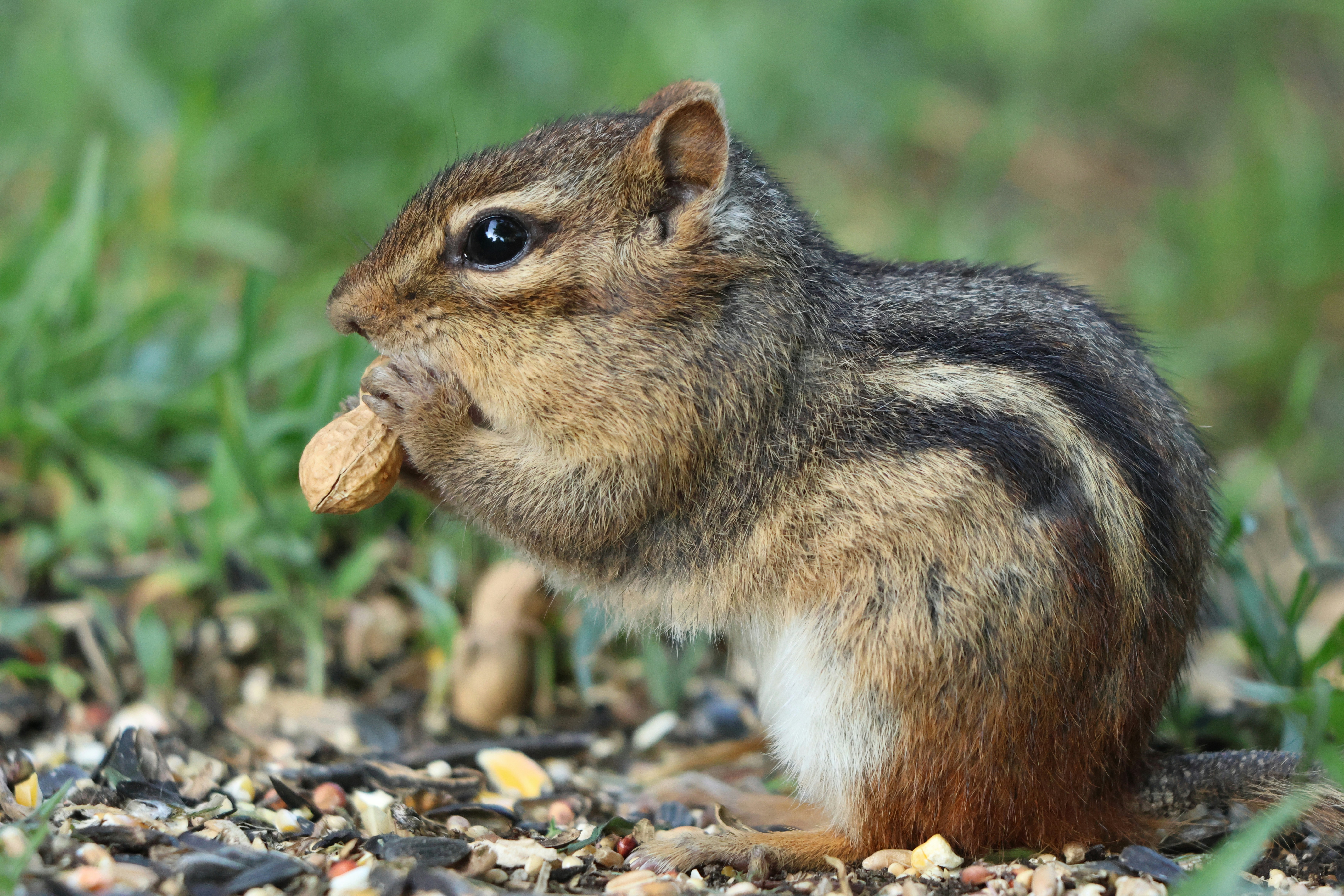 Chipmunk with Nut in a Sunlit Patch