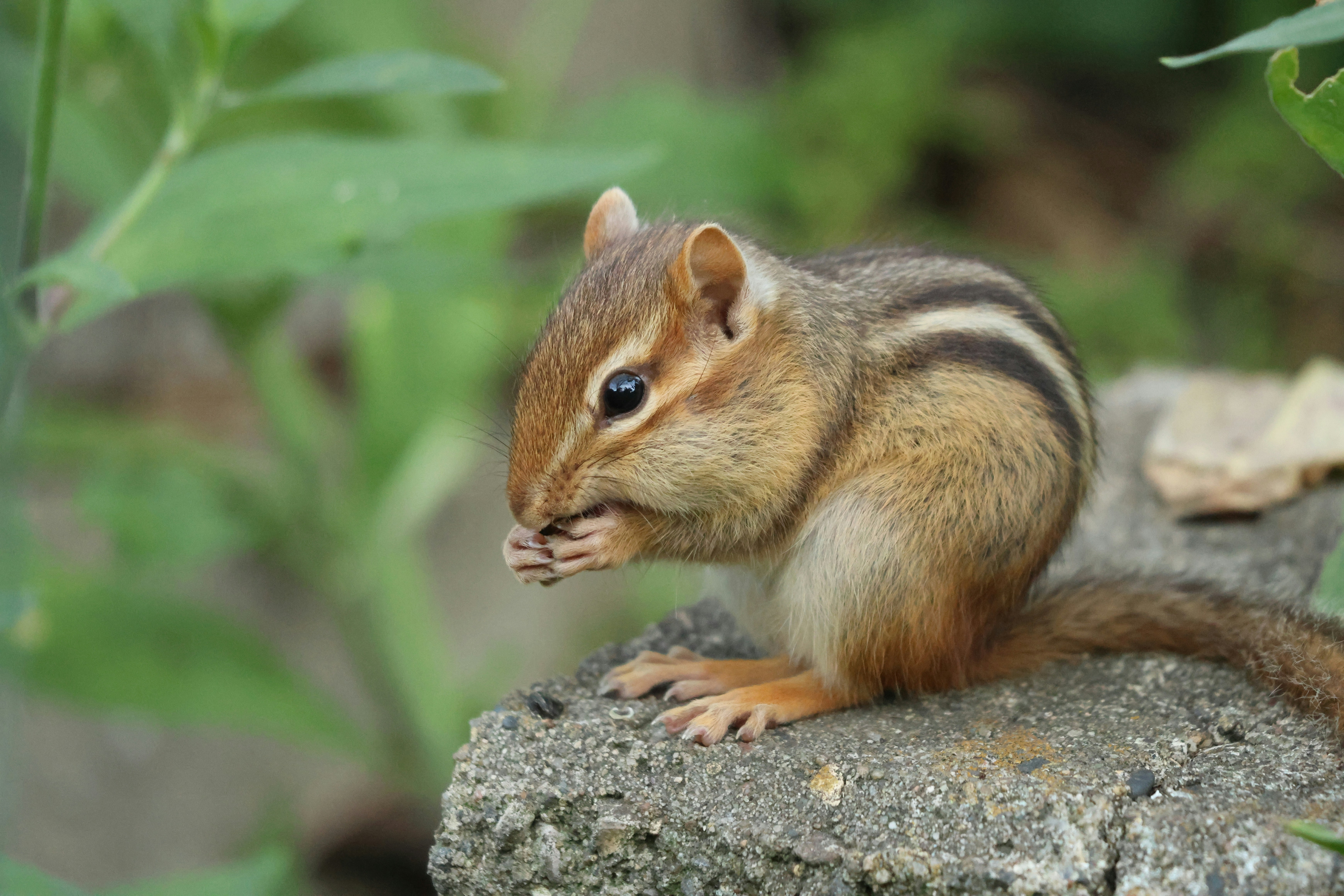 A young Chipmunk eats a whole sunflower seed sitting on a concrete block