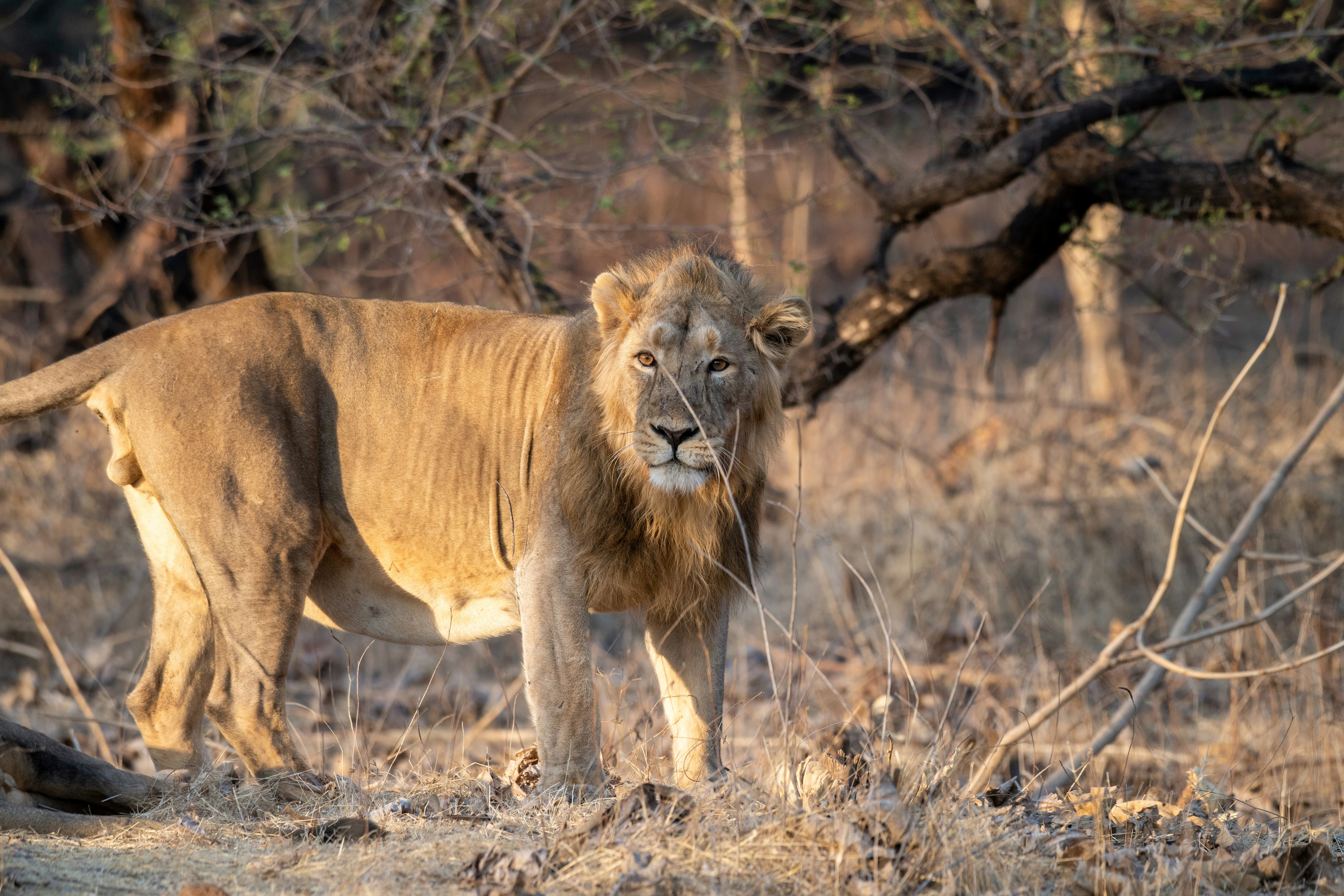 Asiatic Lion In Gir National Park Gujarat