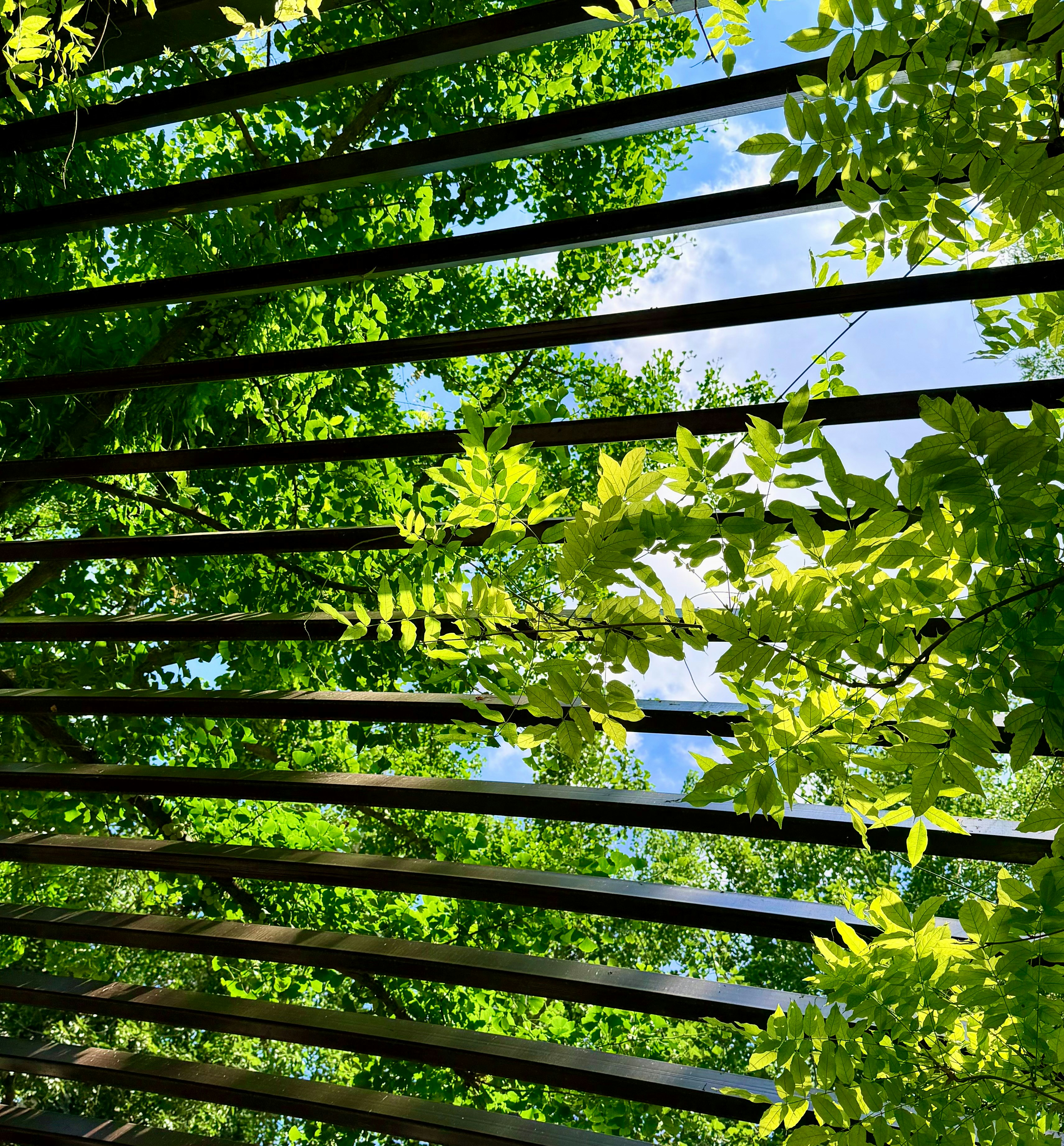 Sunlit Foliage Framed by Slatted Shadows