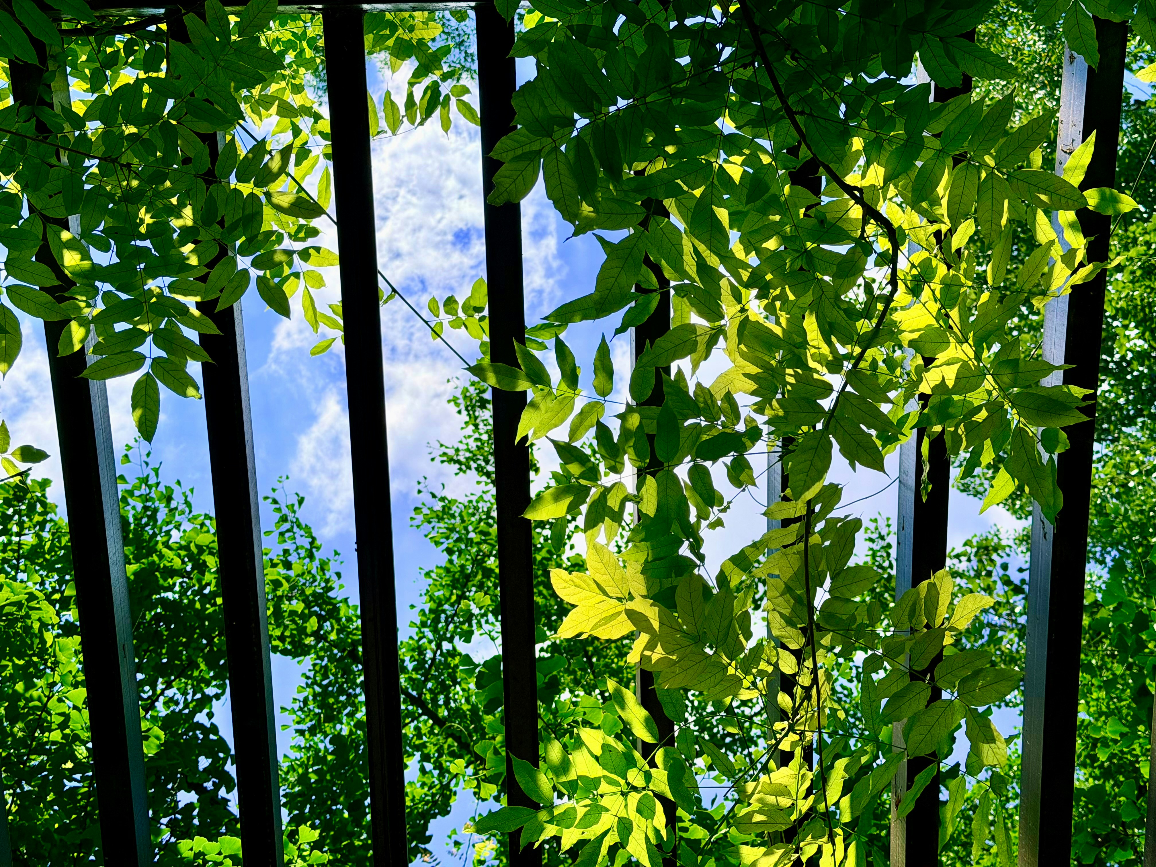 Green Veil Above the Iron Ribs