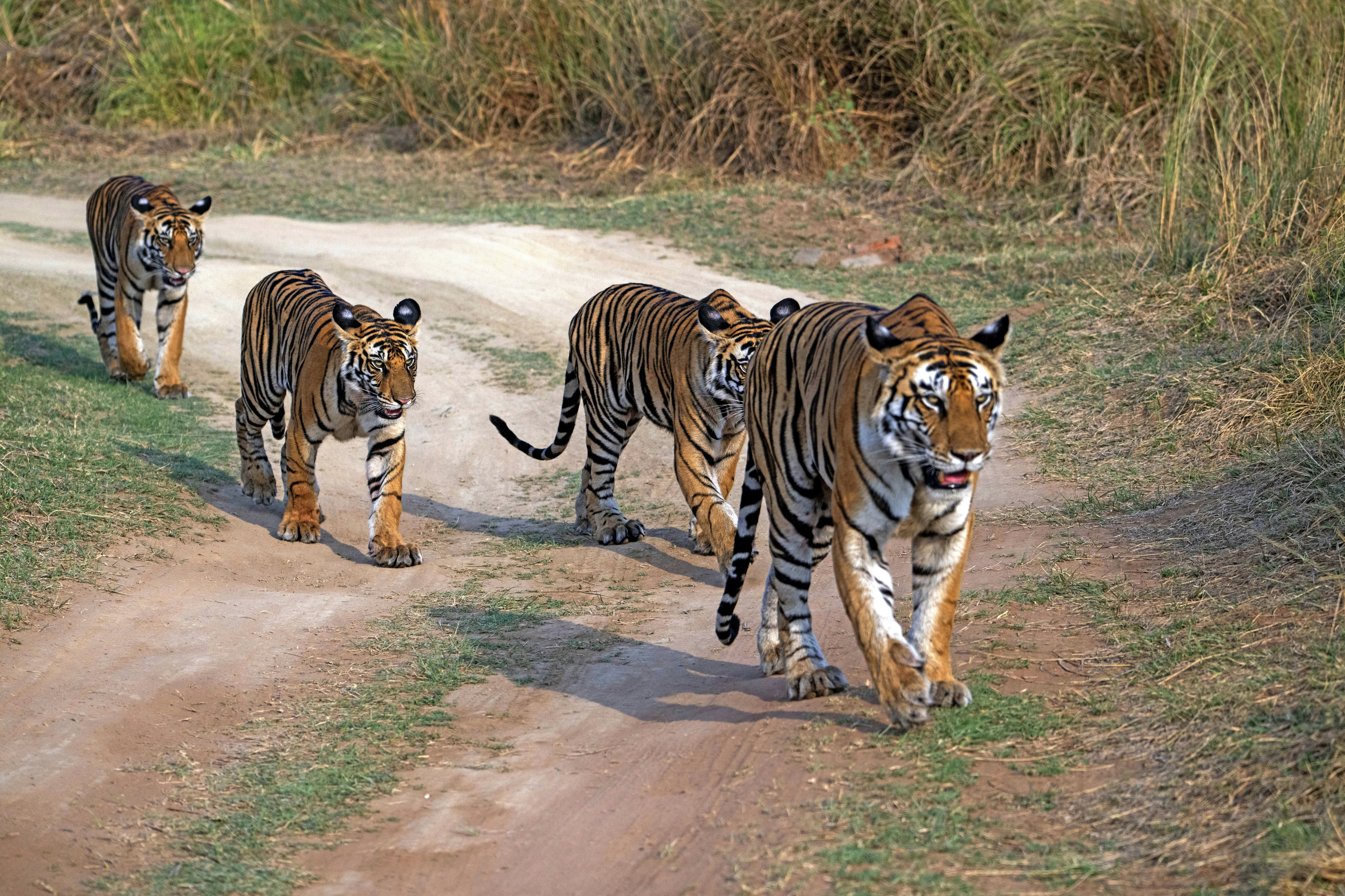 Quadruple Parade: Tigers Strolling the Dusty Path