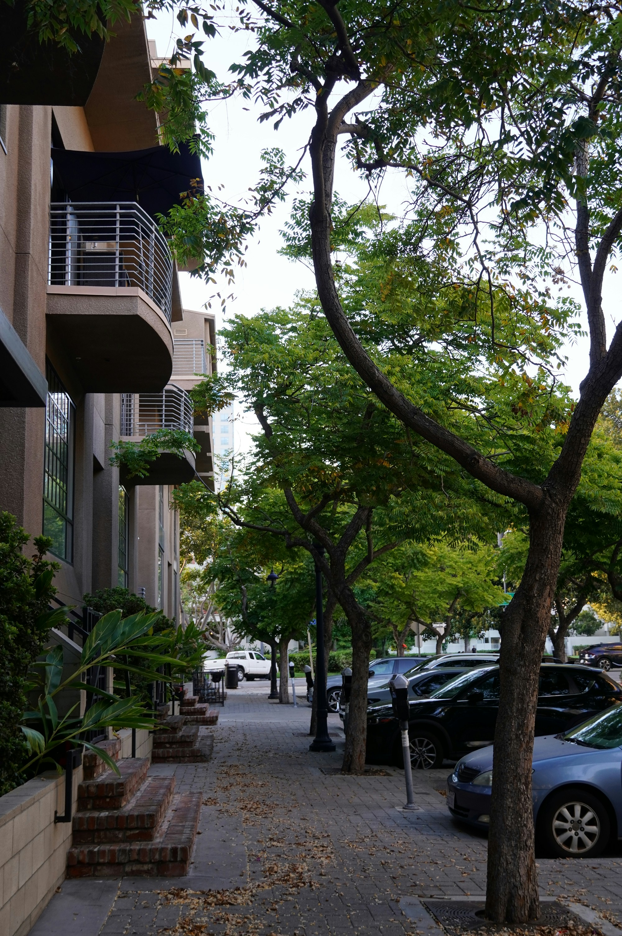 Urban Canyon: Trees, Cars, and Walkway in Morning Light