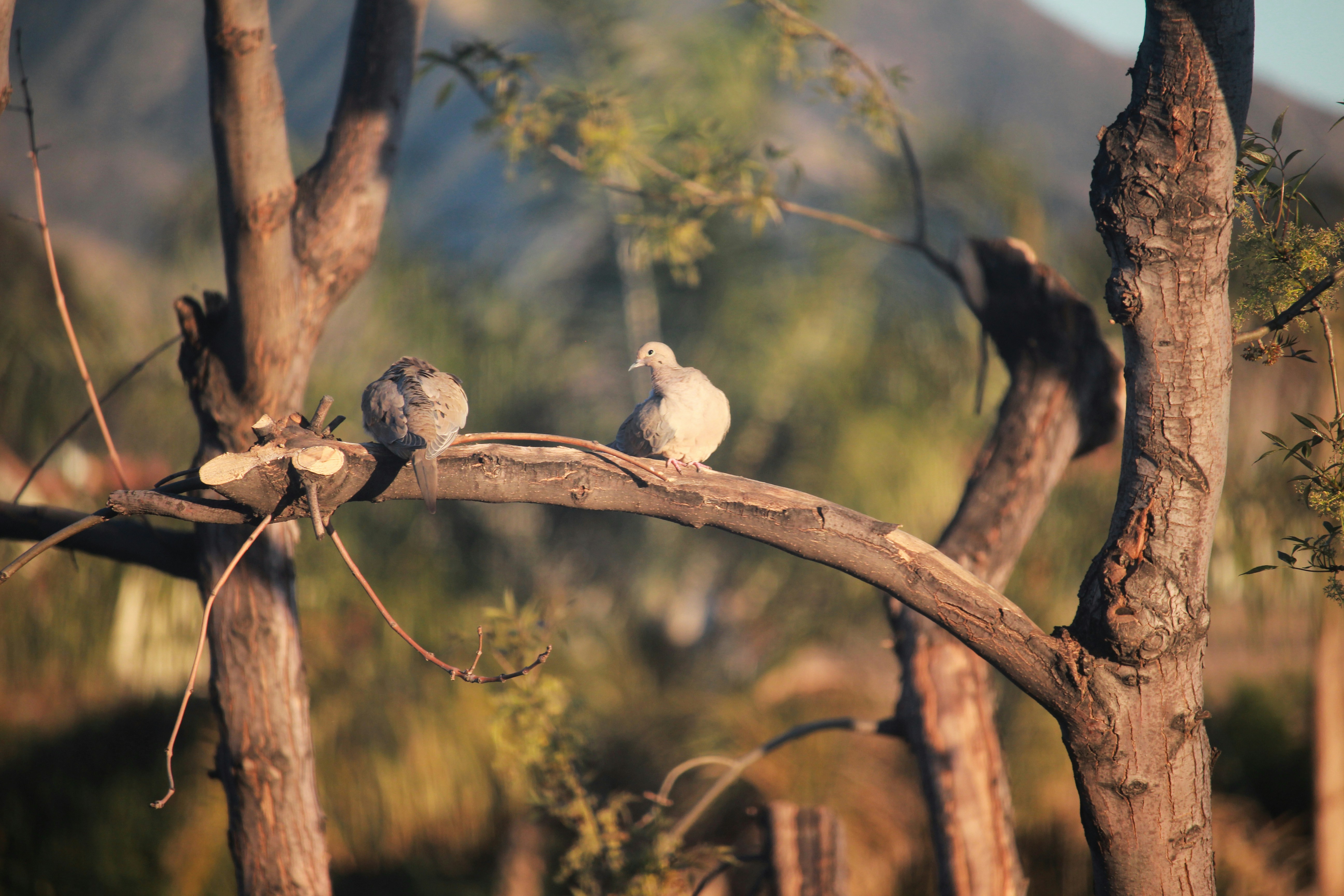 Pair of Doves Resting on a Curved Branch in Dappled Light