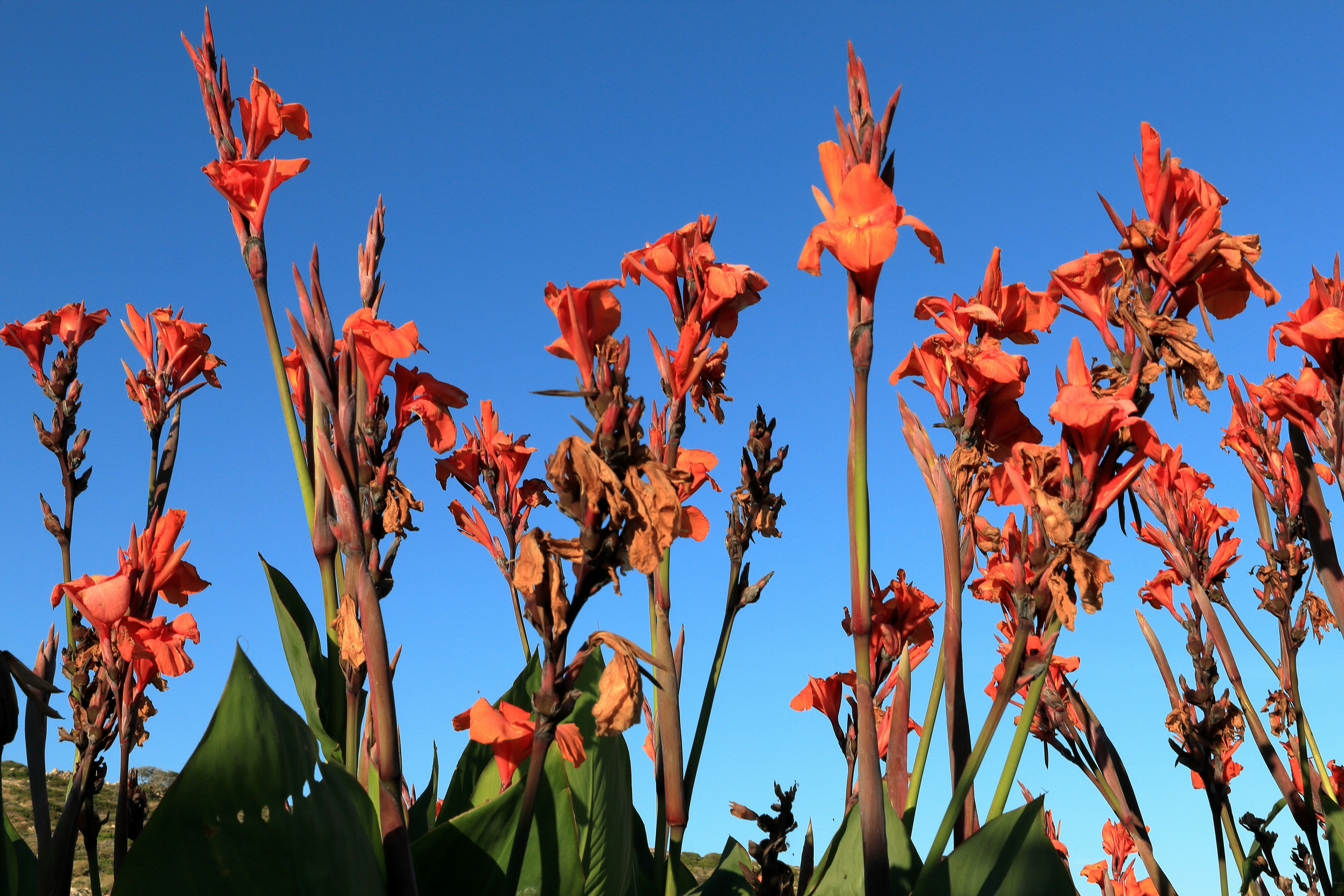 Crimson Reeds Toward a Cerulean Sky