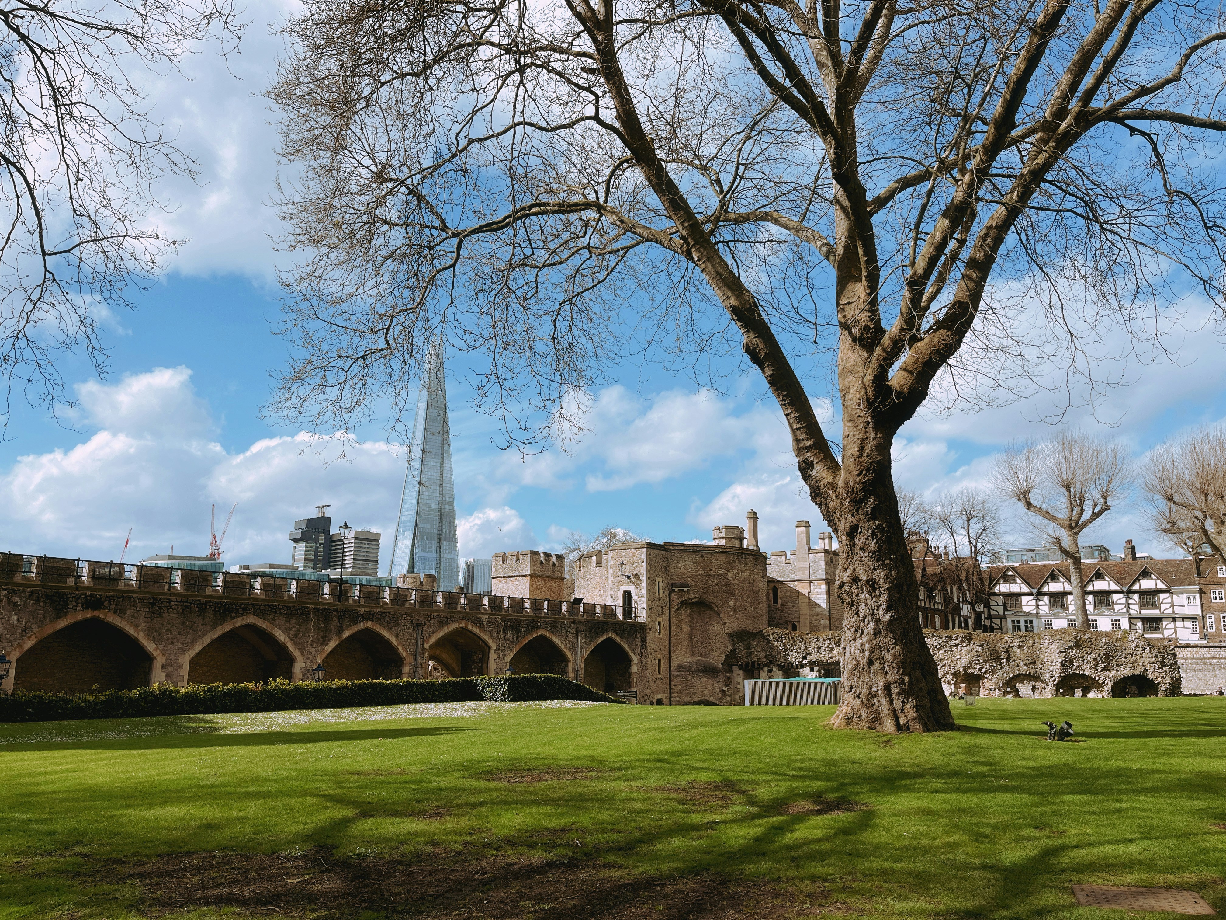 Historic london castle grounds with a tree and modern skyscraper.