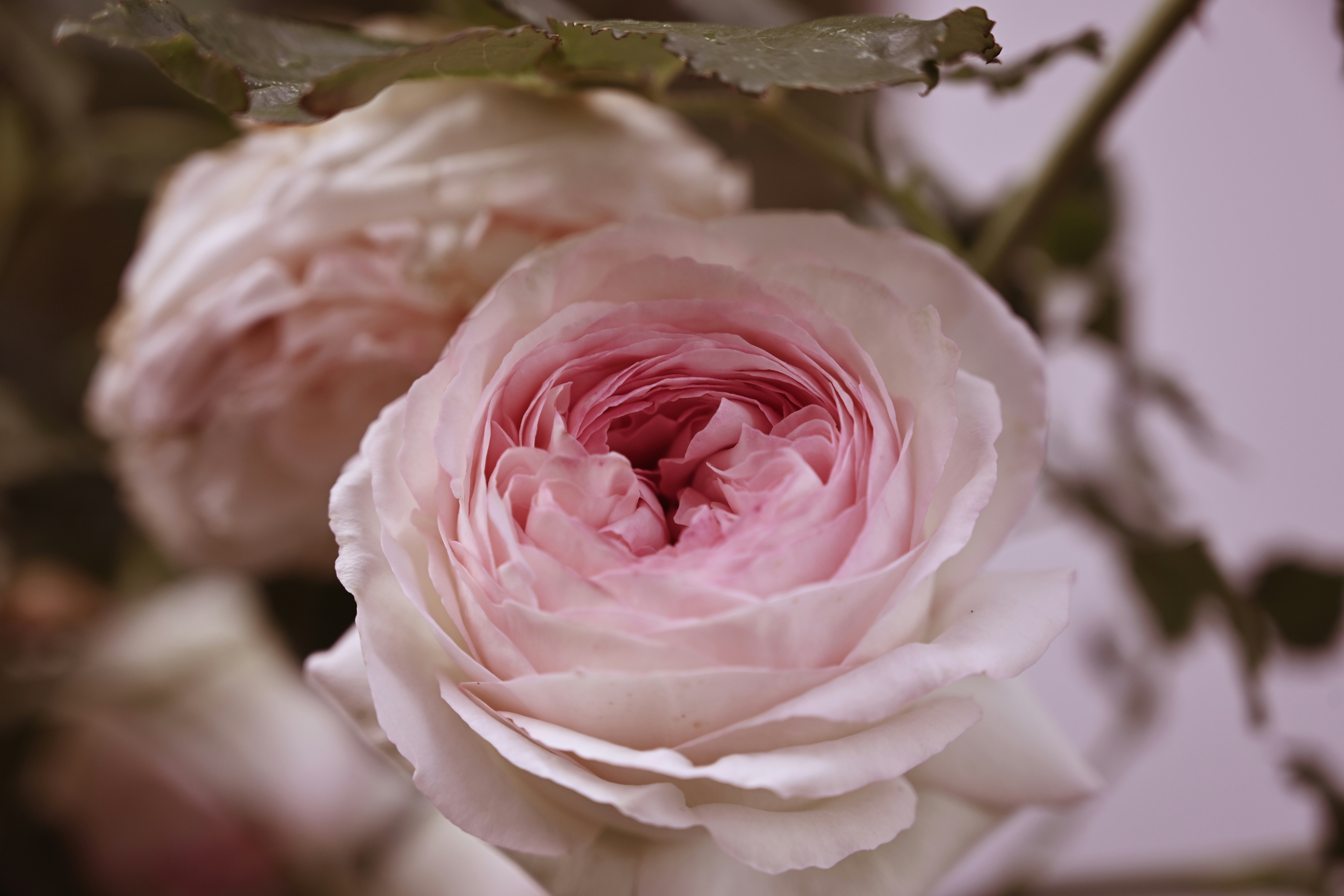 Soft pink rose blossom with delicate petals filling the frame against a muted background. A close-up study of floral texture and depth.