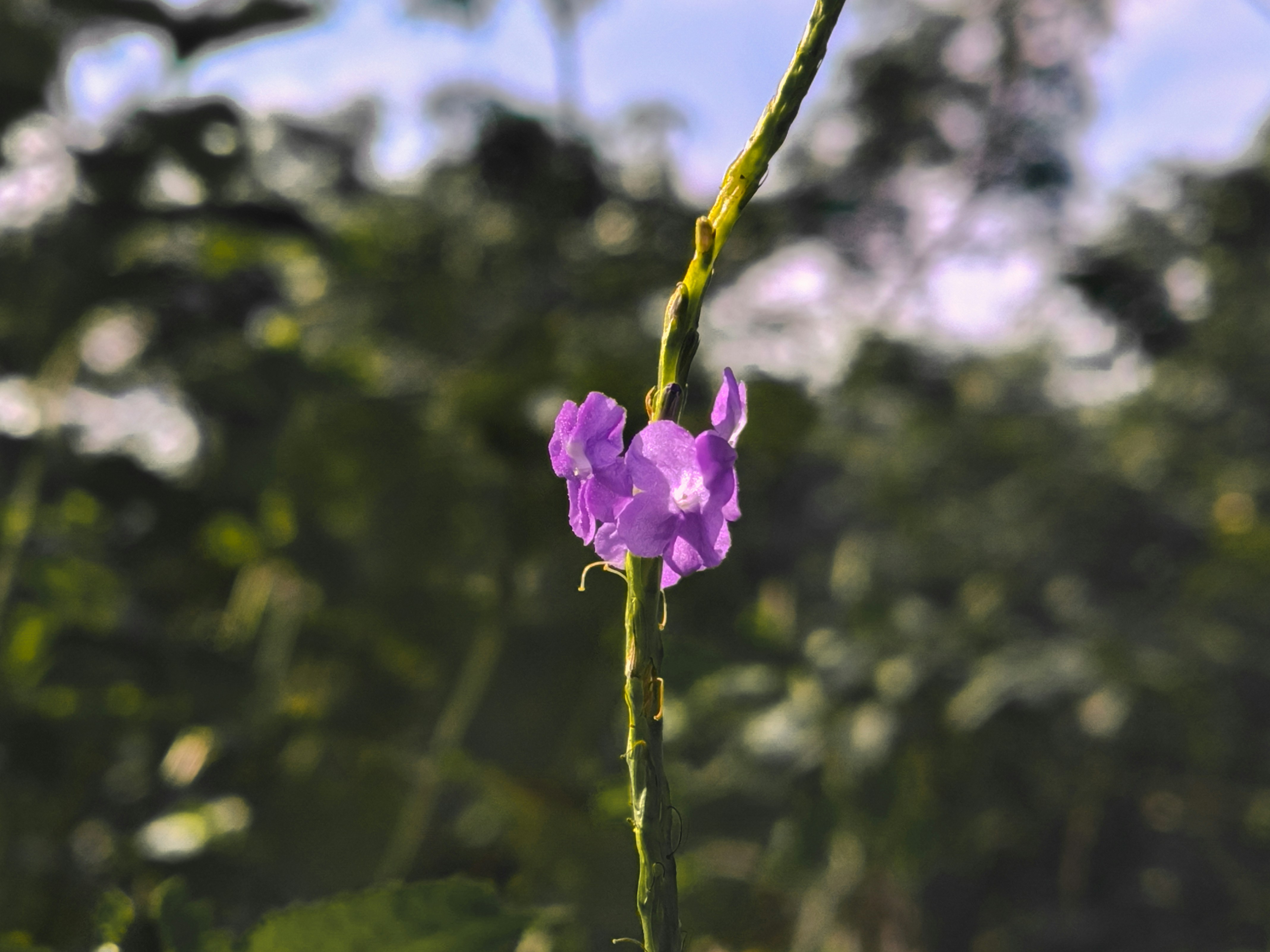 Purple blossom in sharp relief against a soft, sunlit background