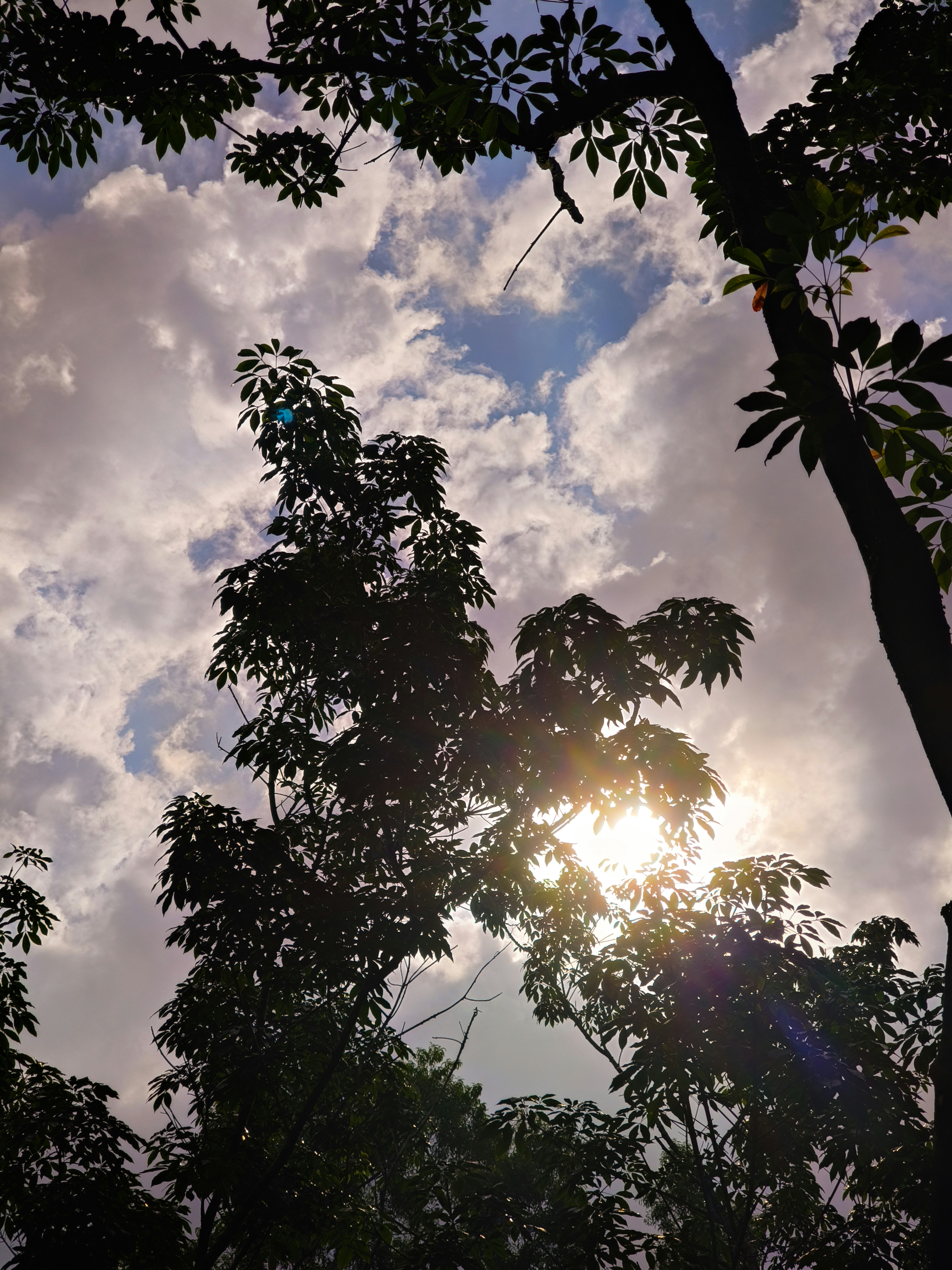 Sunlit Canopy: Framed Sky Through Branches