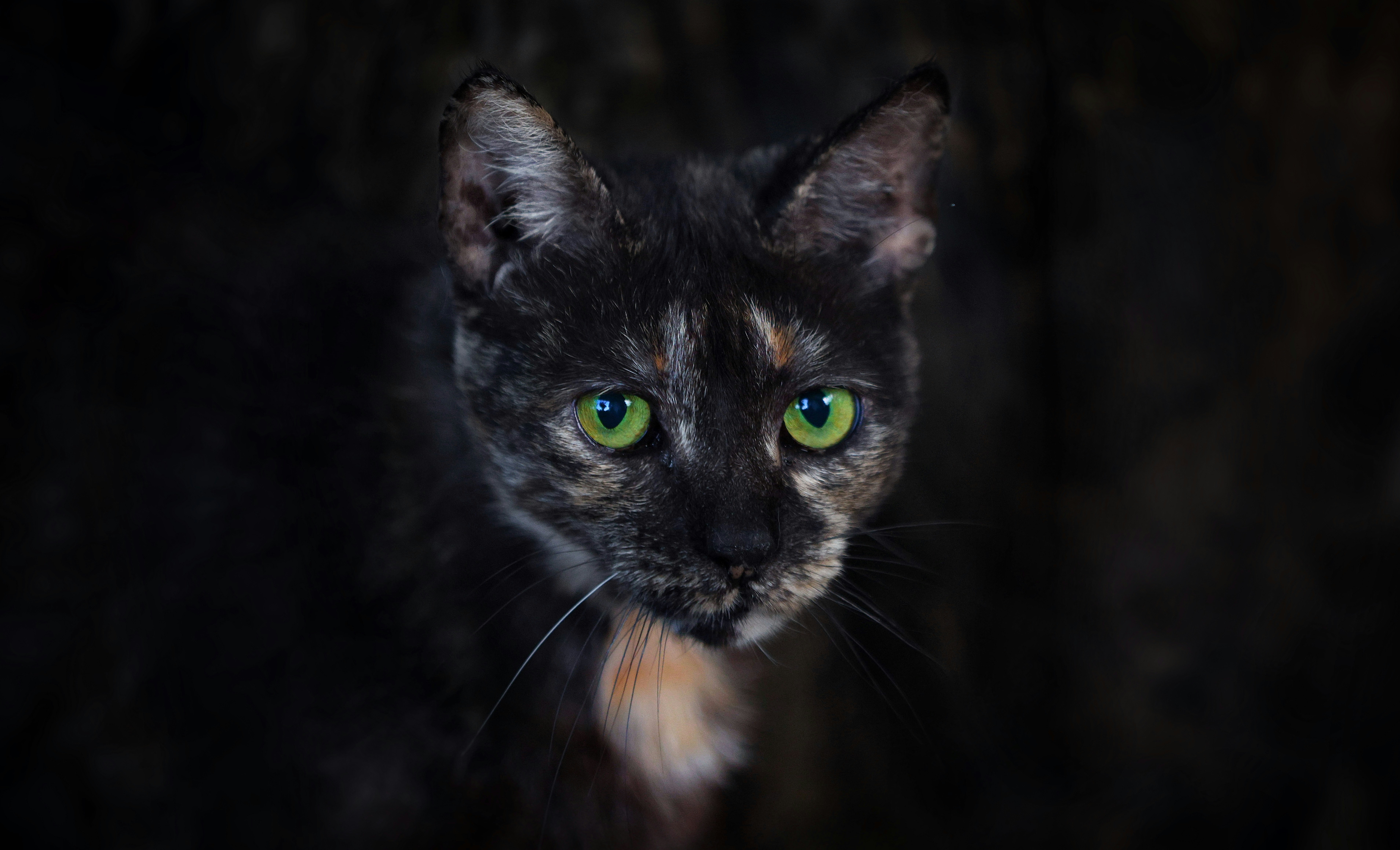 Emerald Eyes in the Dark: A Portrait of a Calico Cat