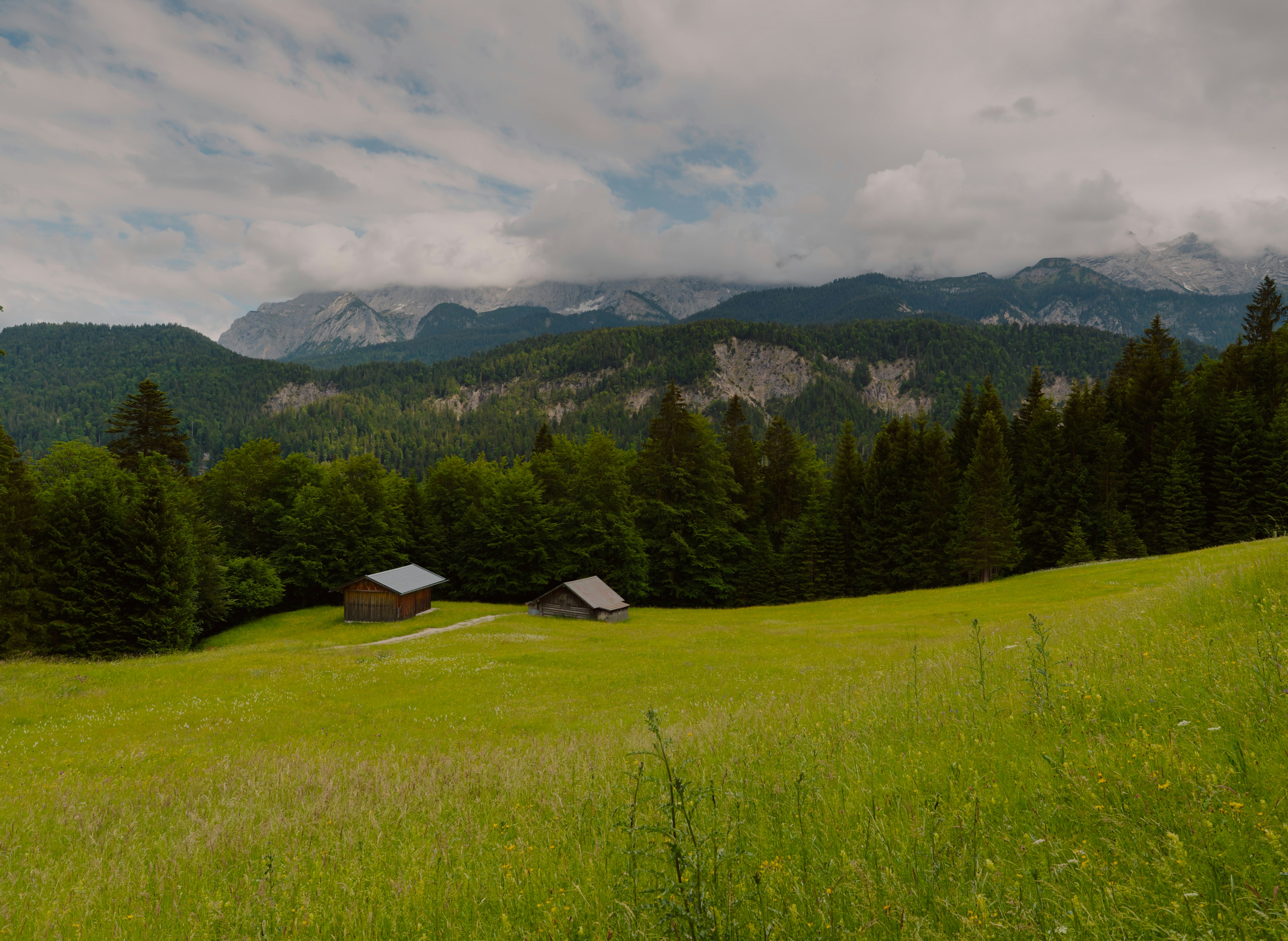 Sunny Alpine Meadow with Distant Forest and Mountain Range