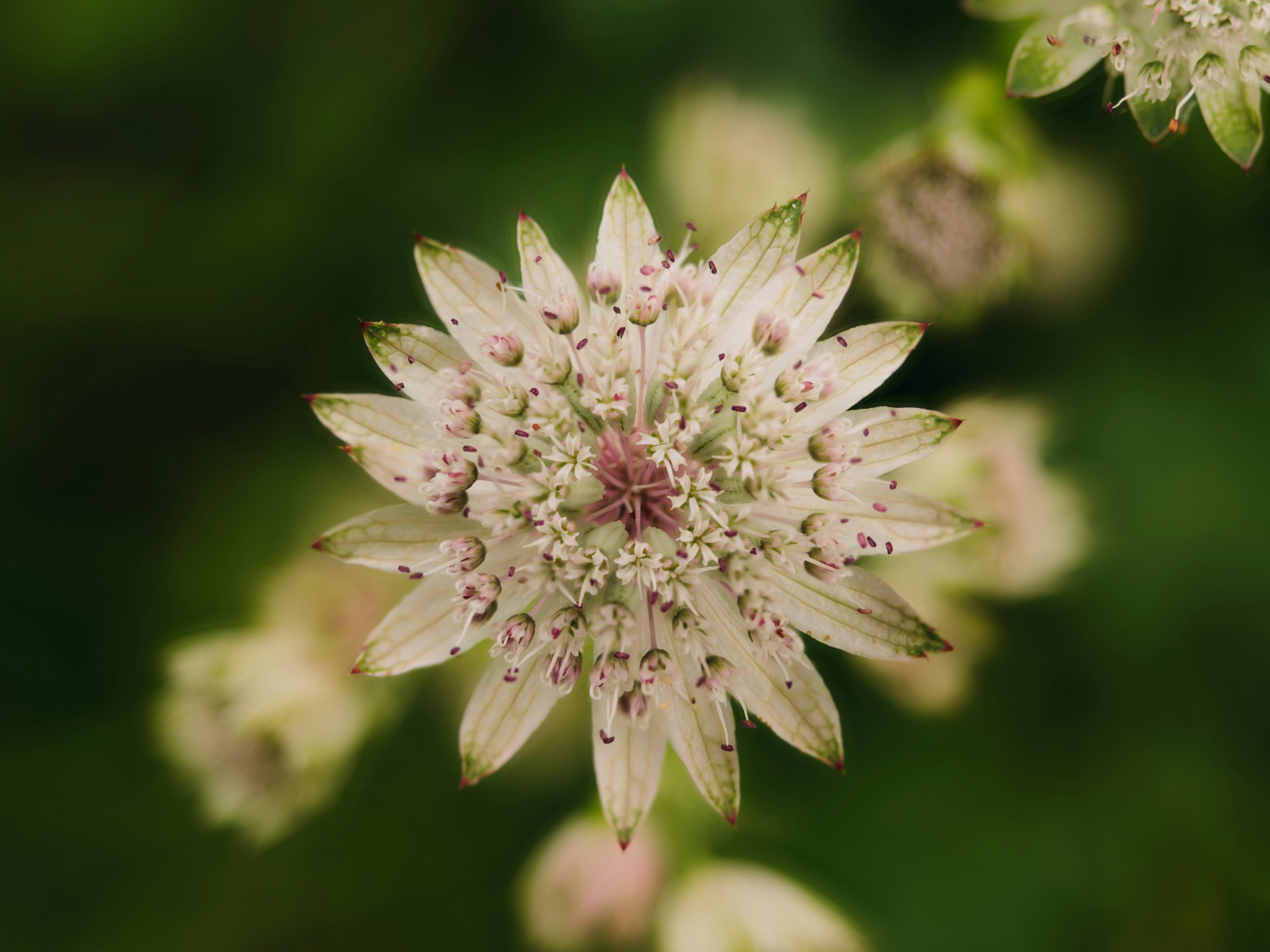 Central Starburst: A delicate pale bloom in sharp relief