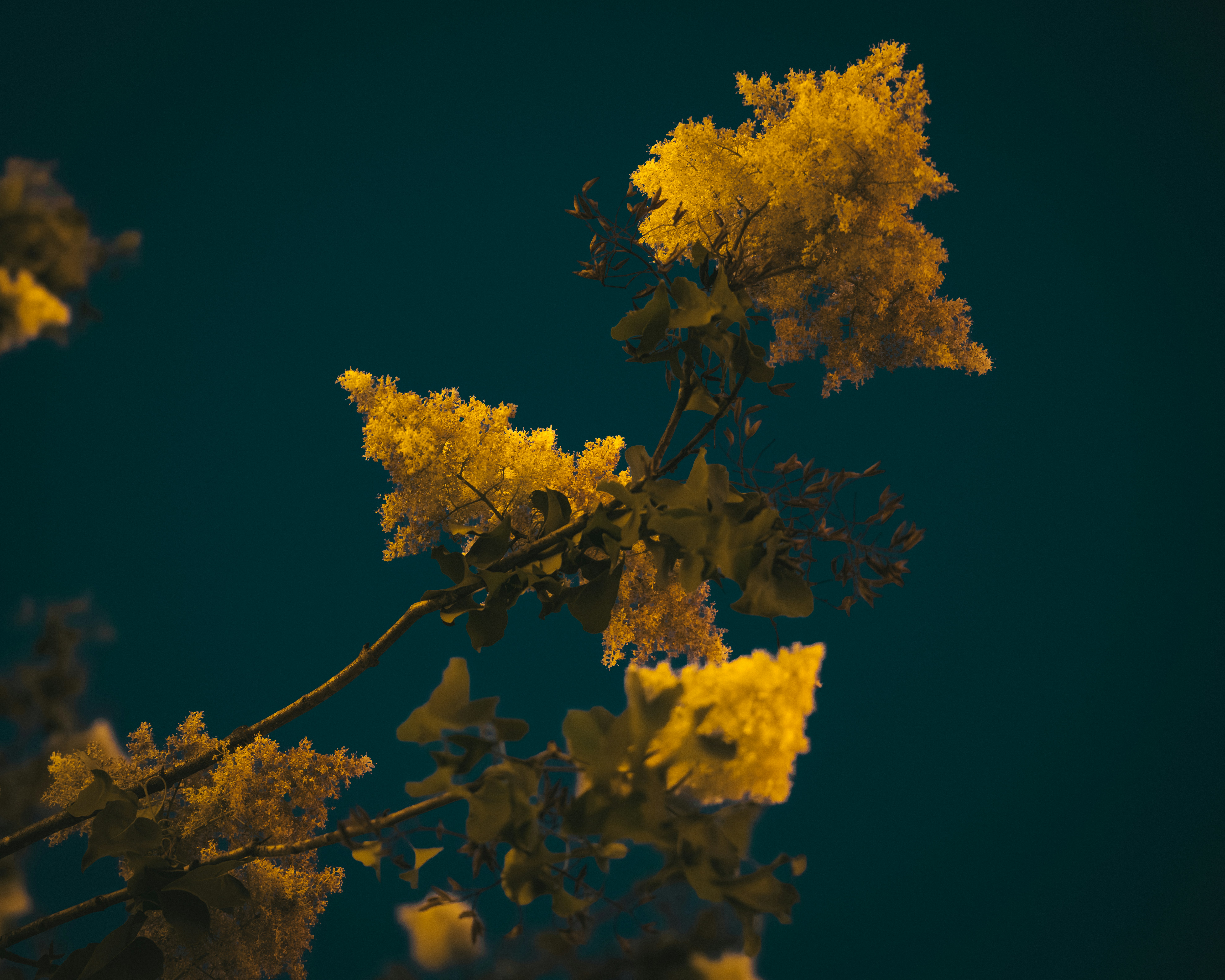 Golden Creme Blossoms Against a Twilight Velvet
