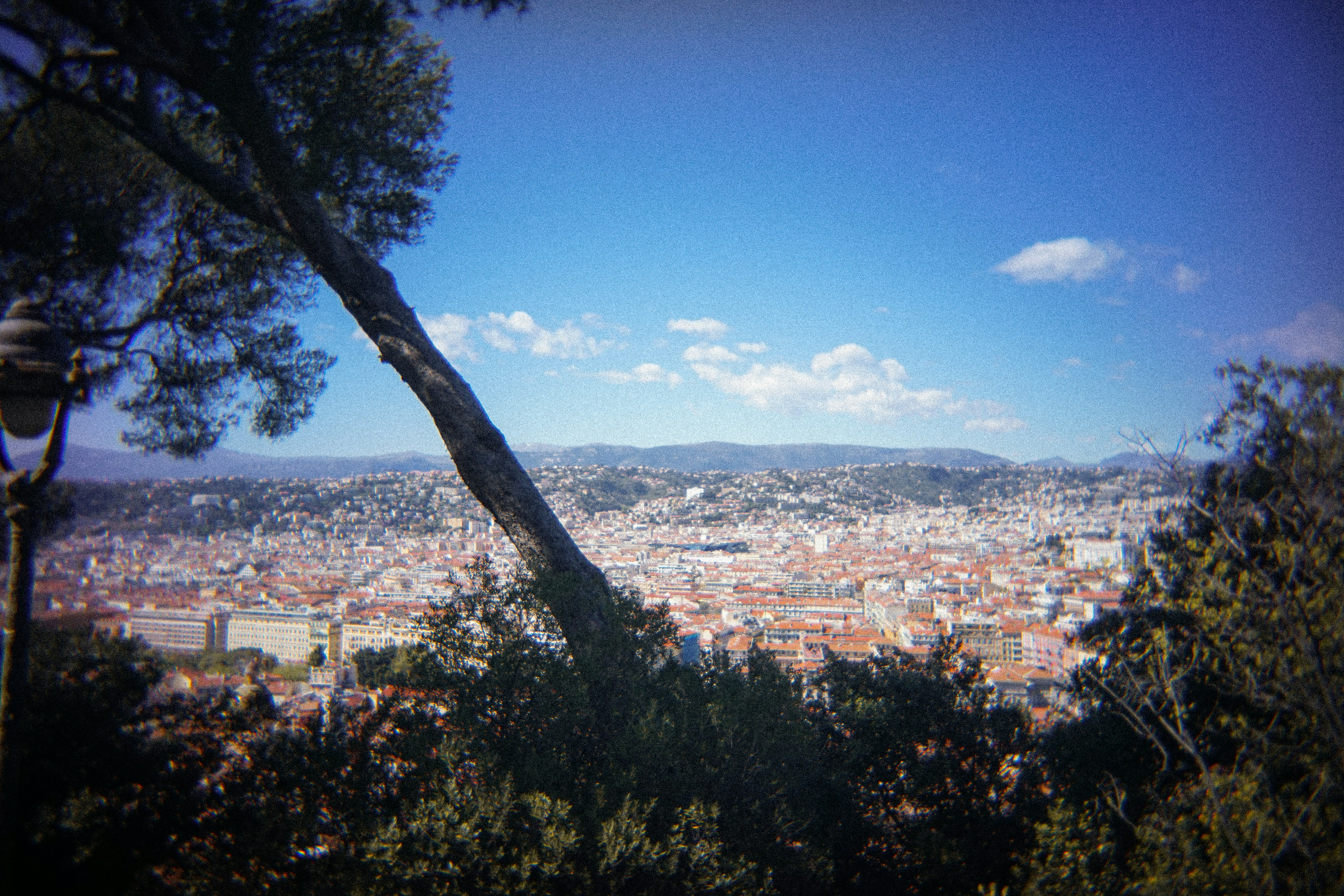 Overlooked Cityscape Framed by a Gnarled Branch