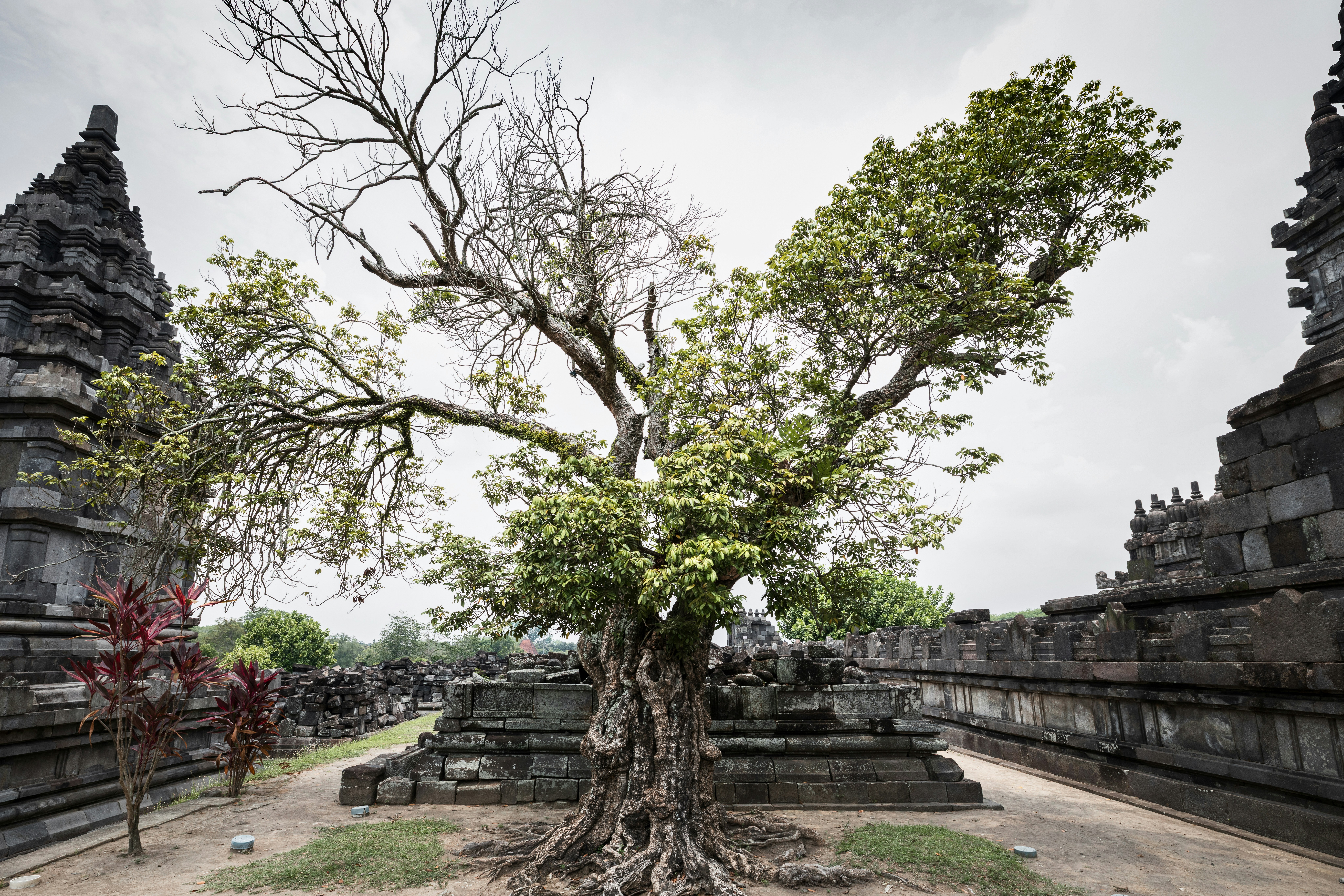 A large old tree stands among ancient temple ruins.