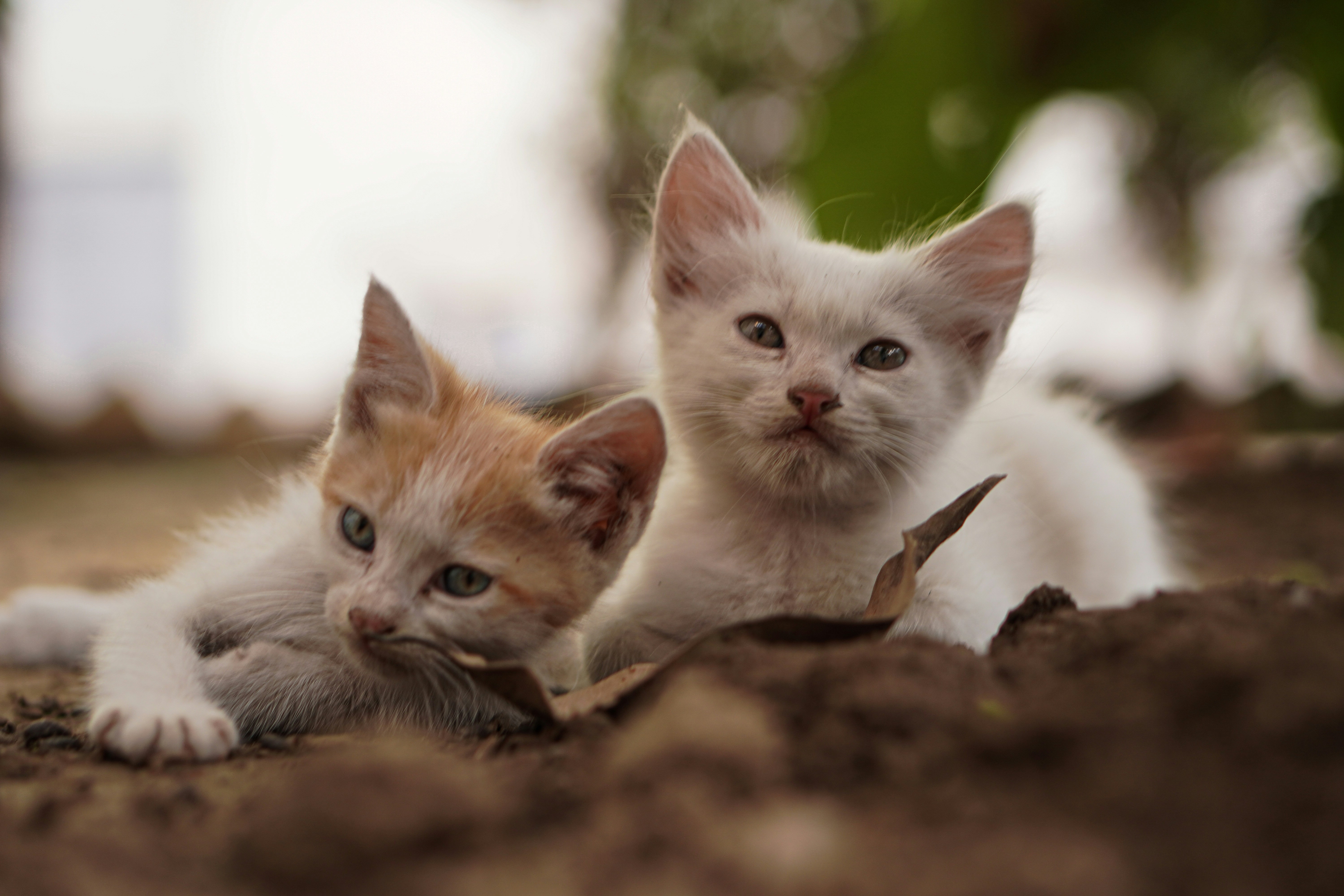 Two Curious Kittens in Soft Ground Light