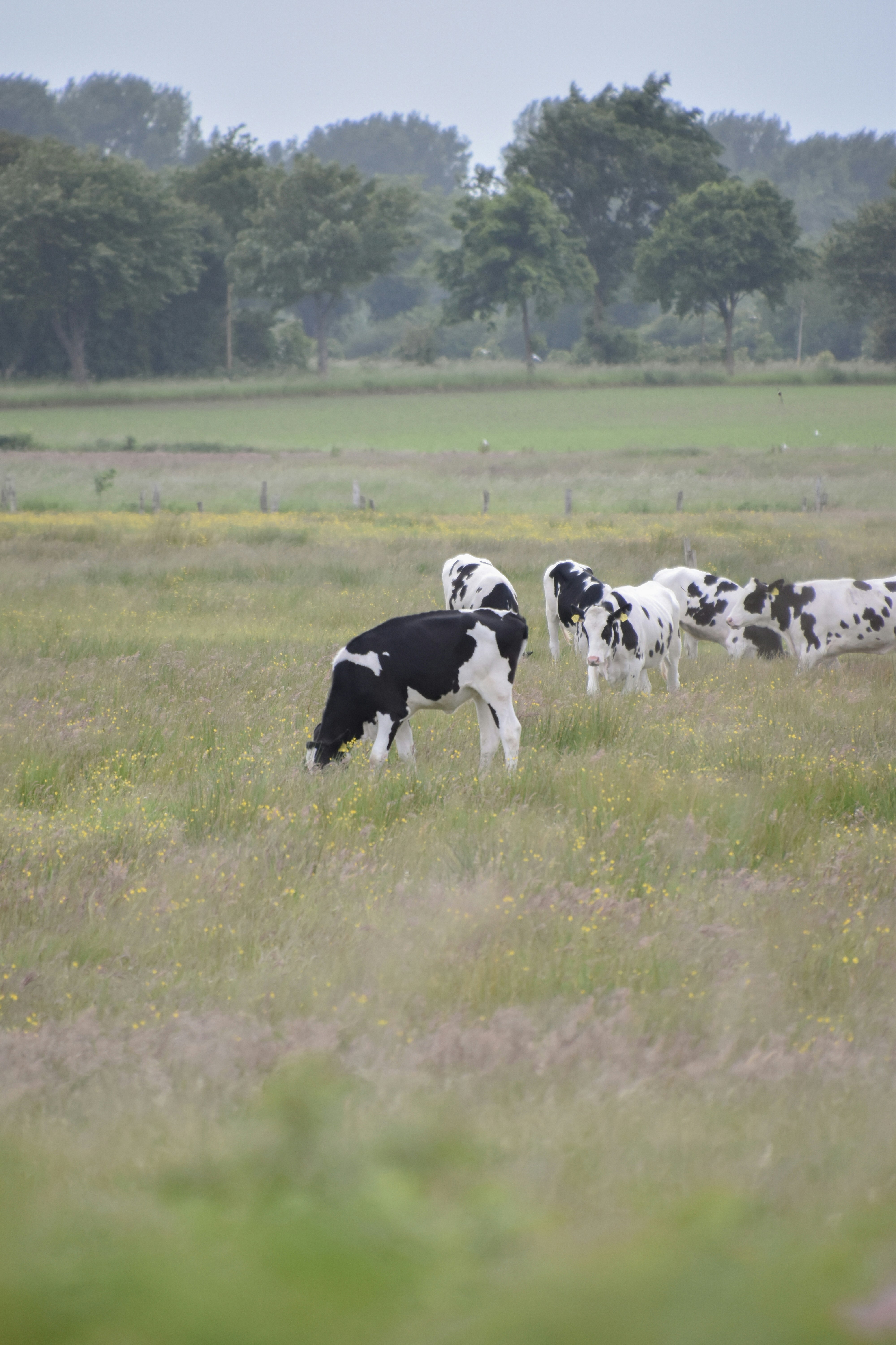 Pasture in Calm: Holsteins Grazing Under Soft Prairie Light