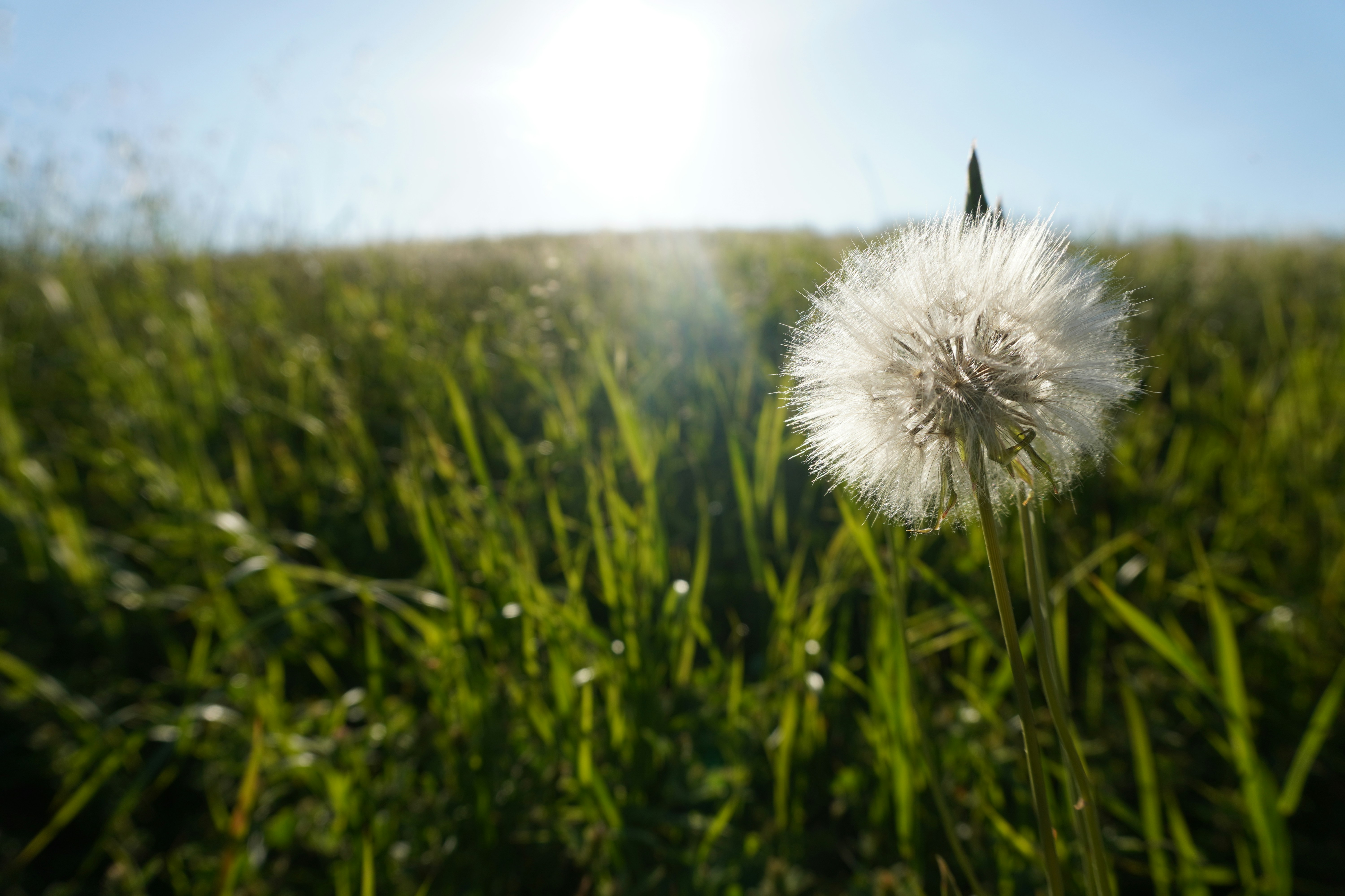 A Lone Dandelion Seedhead Reaching Toward the Sun