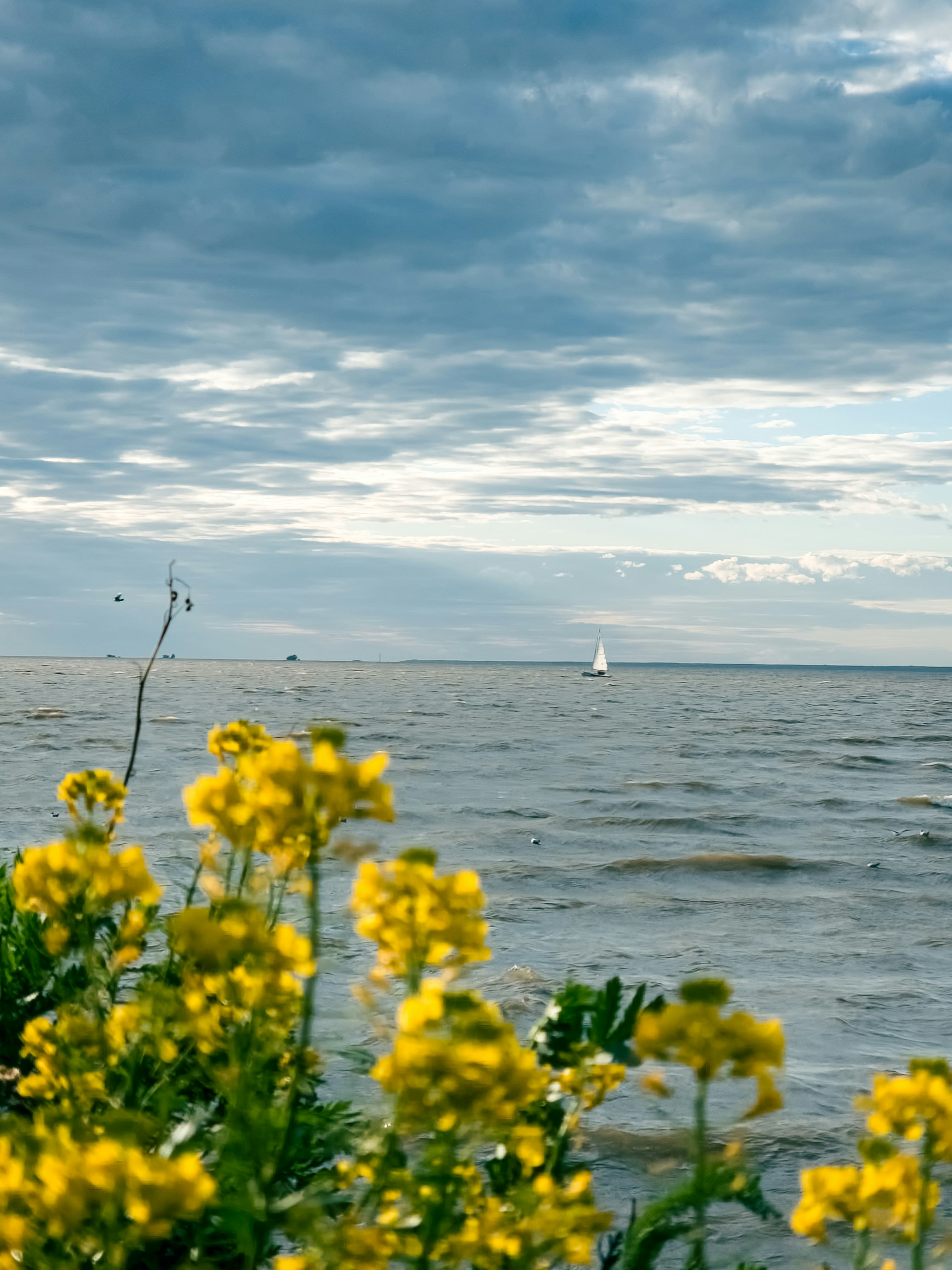 Yellow blooms at the shoreline: a coastal scene under drifting clouds