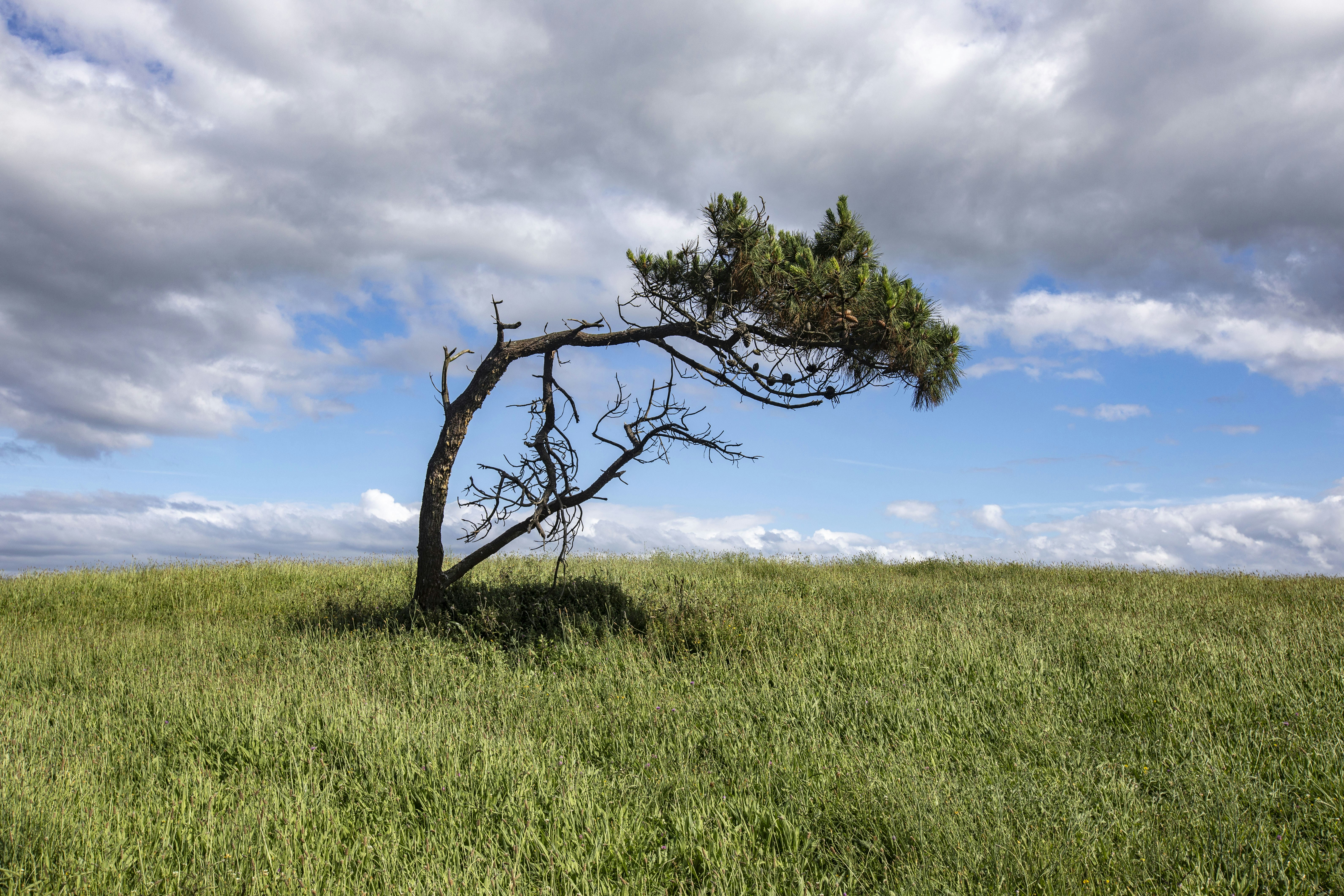 Un pino solitario, modellato dai venti costieri, si staglia su una collina erbosa vicino a Ribadeo, in Galizia, Spagna, con una vista che spazia verso il Faro dell'Isola Pancha. La sua forma contorta e resiliente lo rende un simbolo di forza contro un cielo carico di nuvole drammatiche. A lone, wind-sculpted pine tree on the grassy coast near Ribadeo, overlooking Faro Isla Pancha in Galicia, Spain. Resilient and solitary, its dramatic silhouette stands against a moody, cloud-filled sky