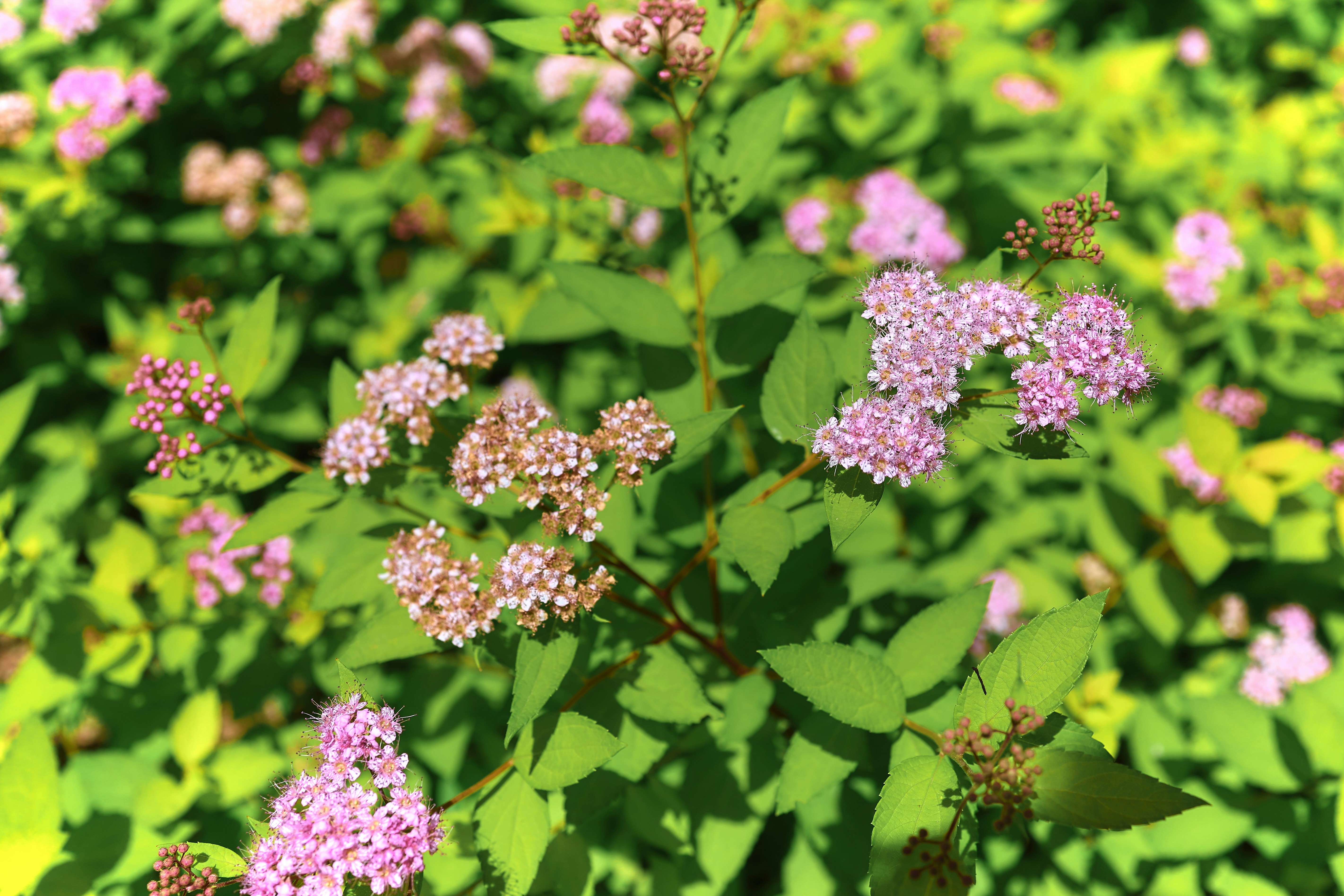 Pink Laceclusters in Sunlit Garden