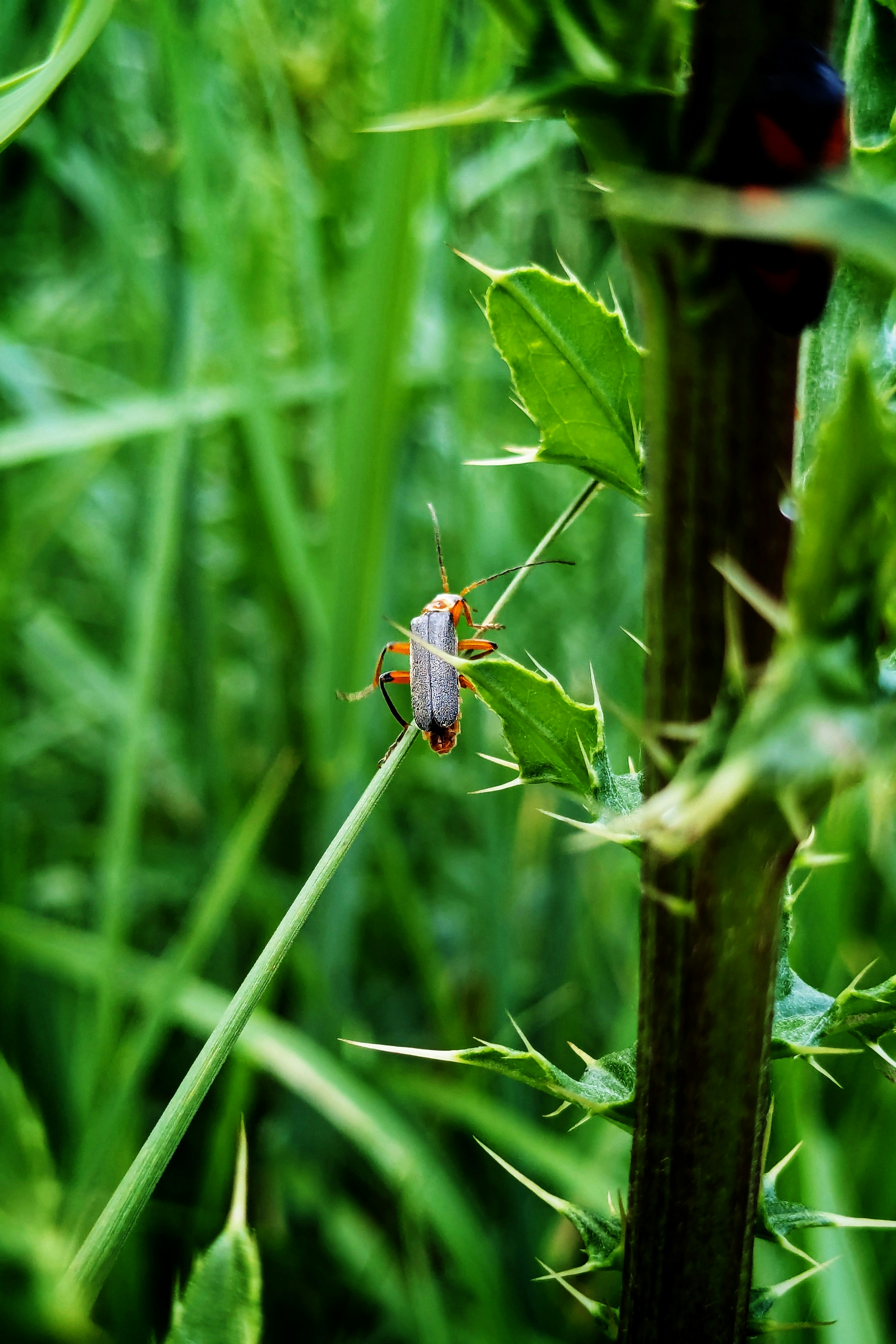 Emerald Stem Sentinel: A Bright Beetle Perches onthorned Fiber