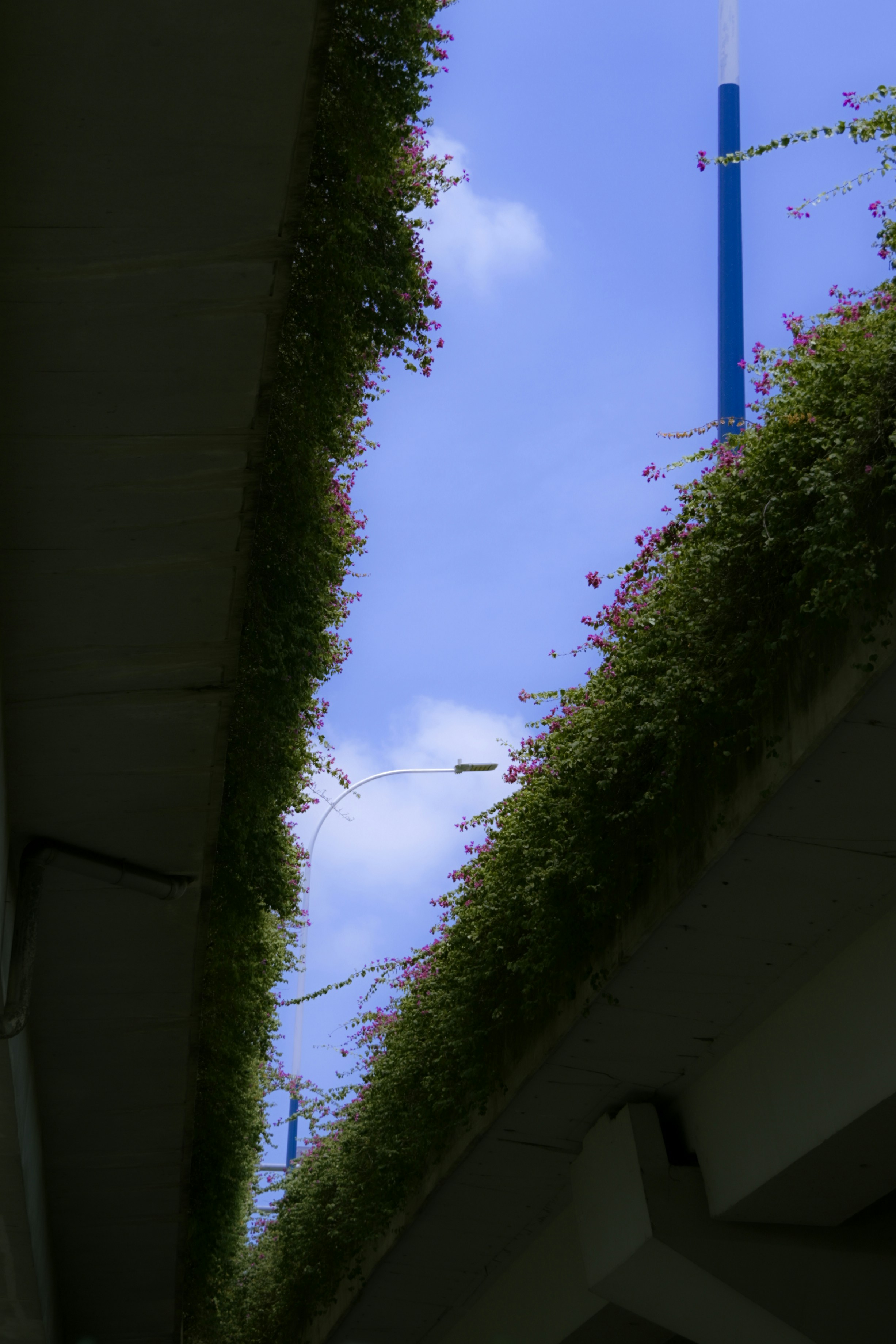 Concrete structures with green plants and pink flowers, blue sky.