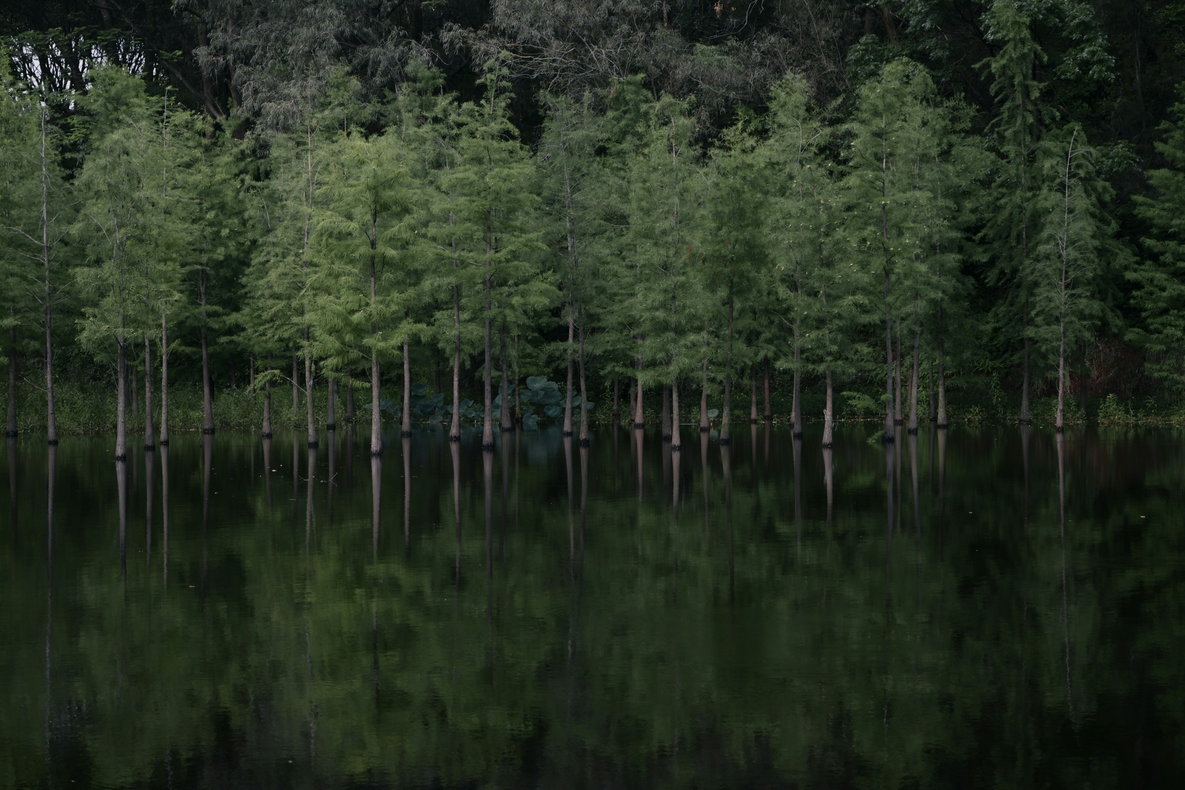 Whispering Pines mirrored in a still lake