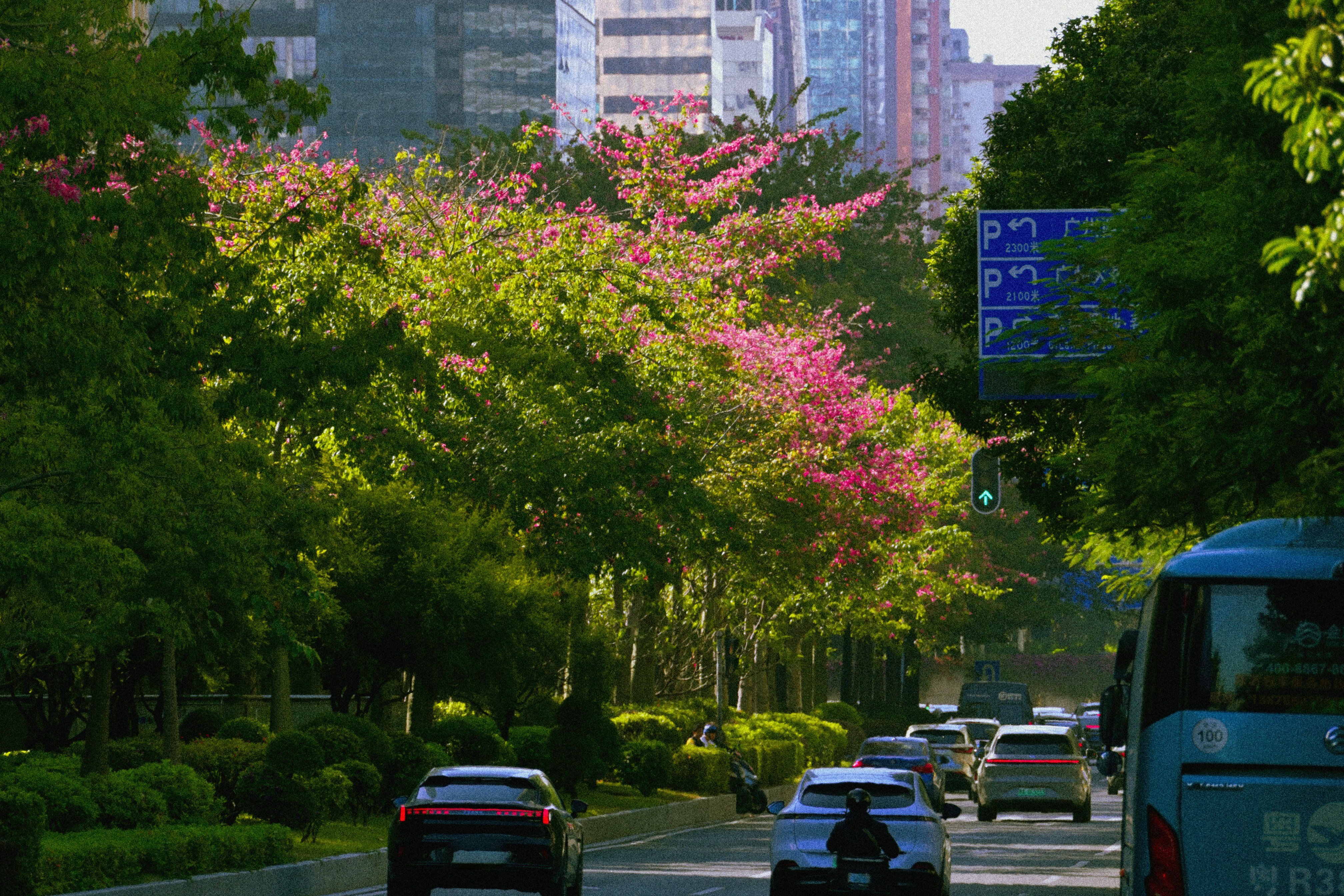 City Park Roadway in Bloom: Cars Beneath Pink-Flowered Trees