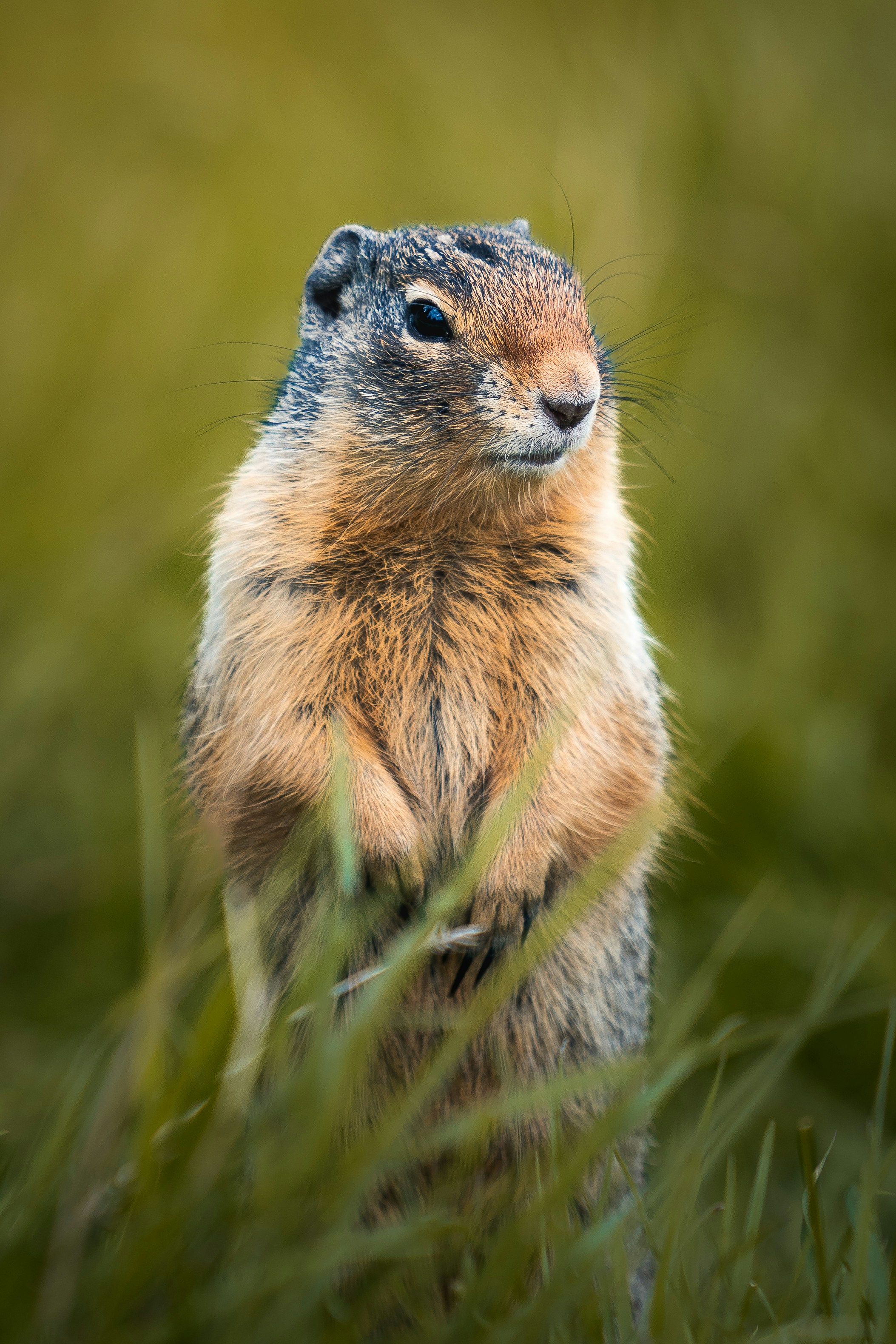 Grounded in Curiosity: Prairie Squirrel Emerges from the Grass