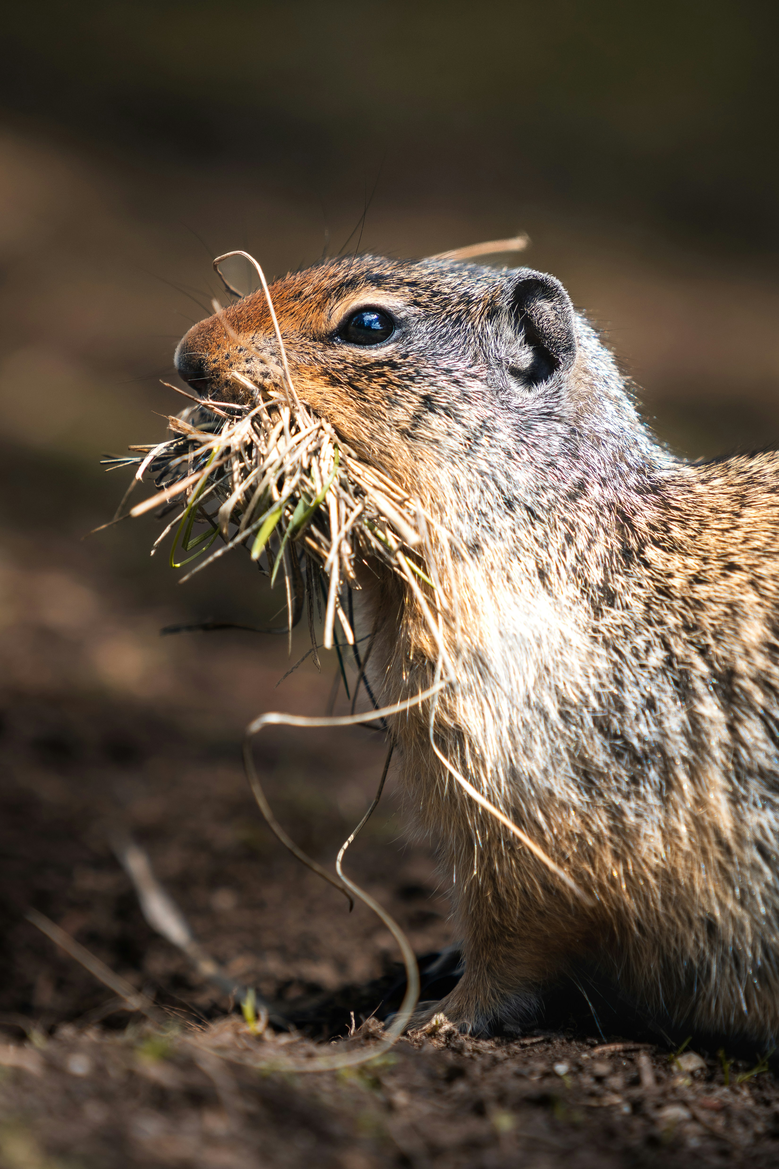 Head of a Ground Squirrel Carrying Stems