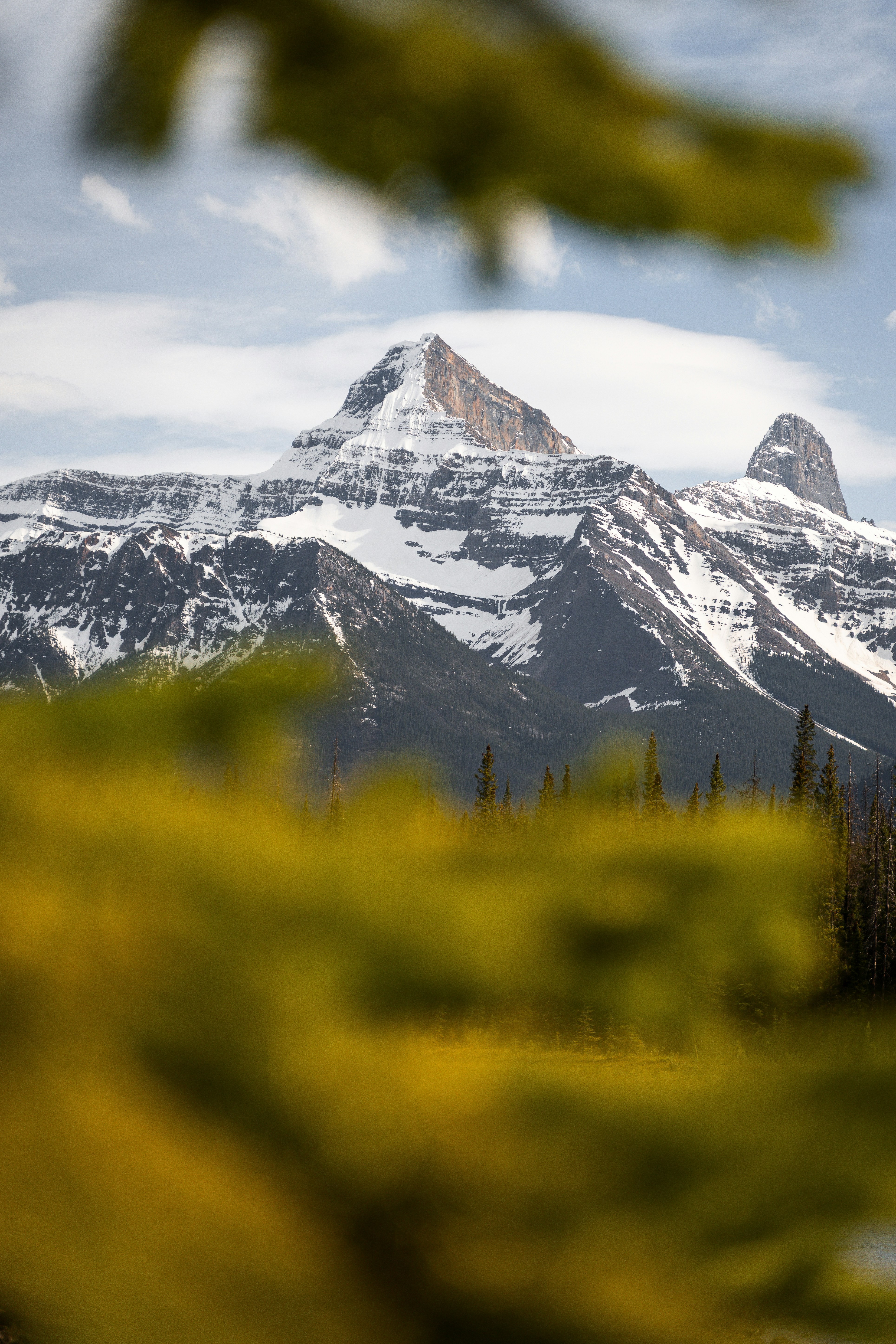 Snow-capped Peak Framed by Golden Pines
