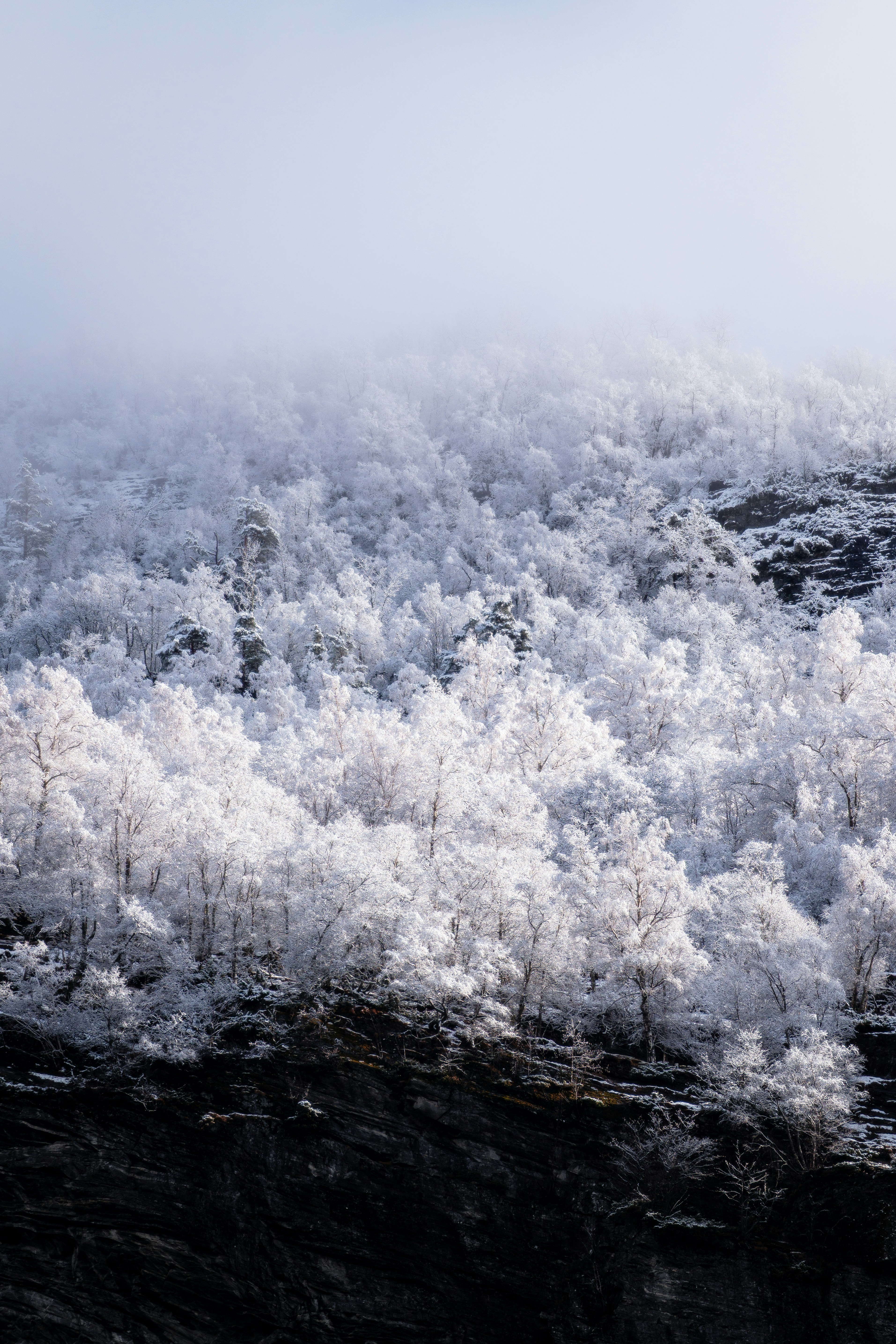 Snow-kissed forest curtain at the edge of a misty ridge