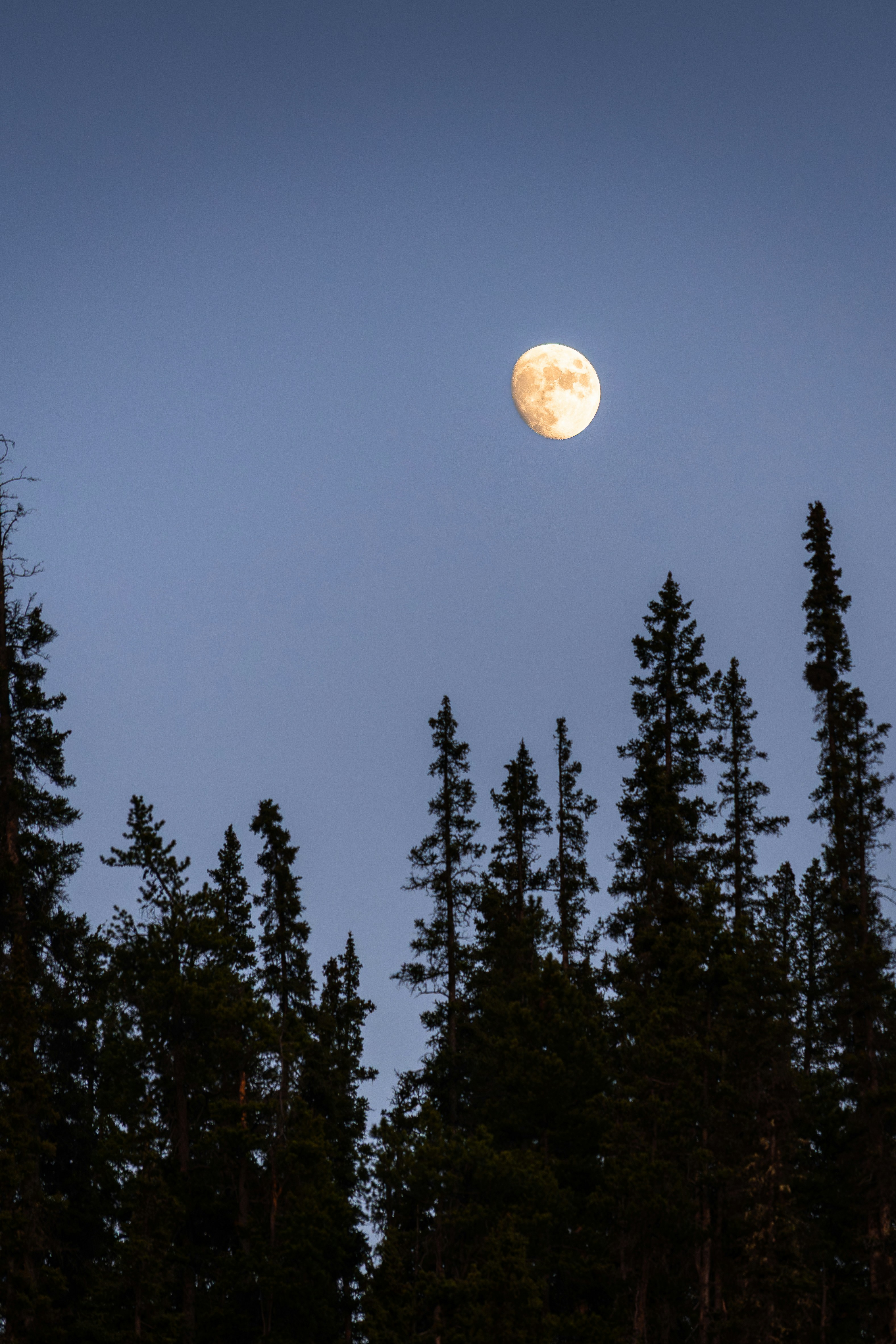 Moonrise Over Silent Pines