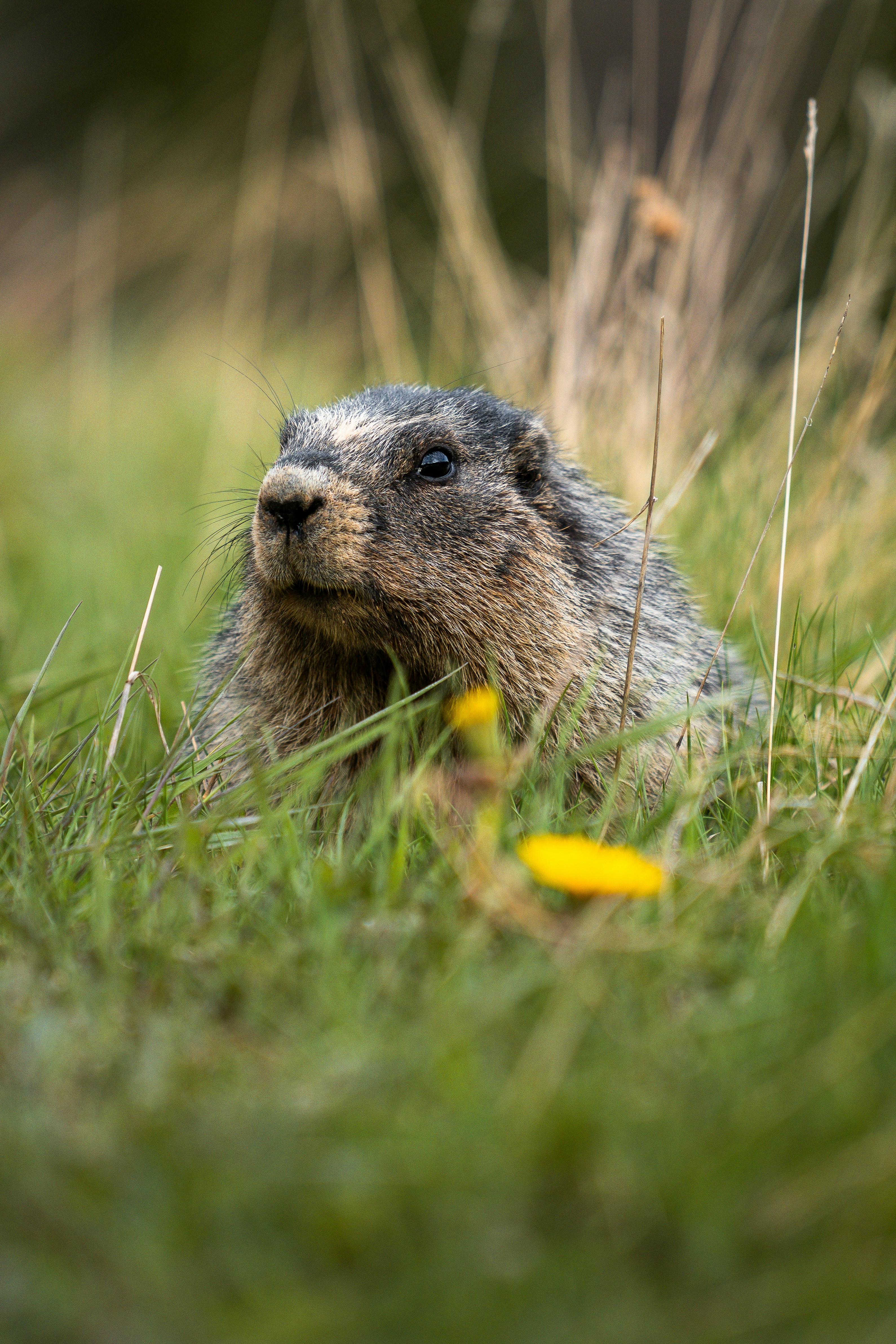 A marmot peeking from green grass with a yellow flower.