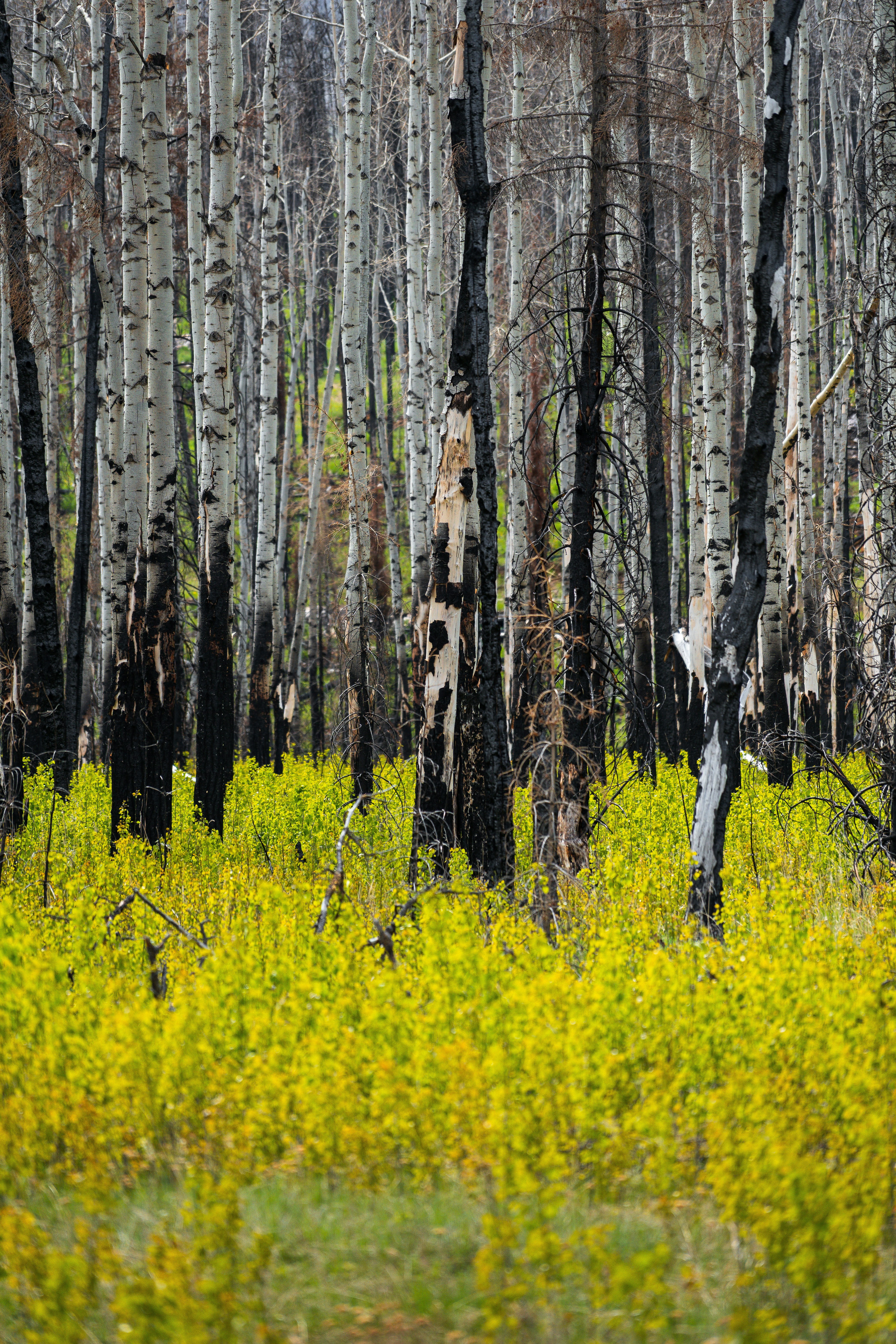 Sunlit Yellow Blooms among Birch Stems in a Quiet Grove
