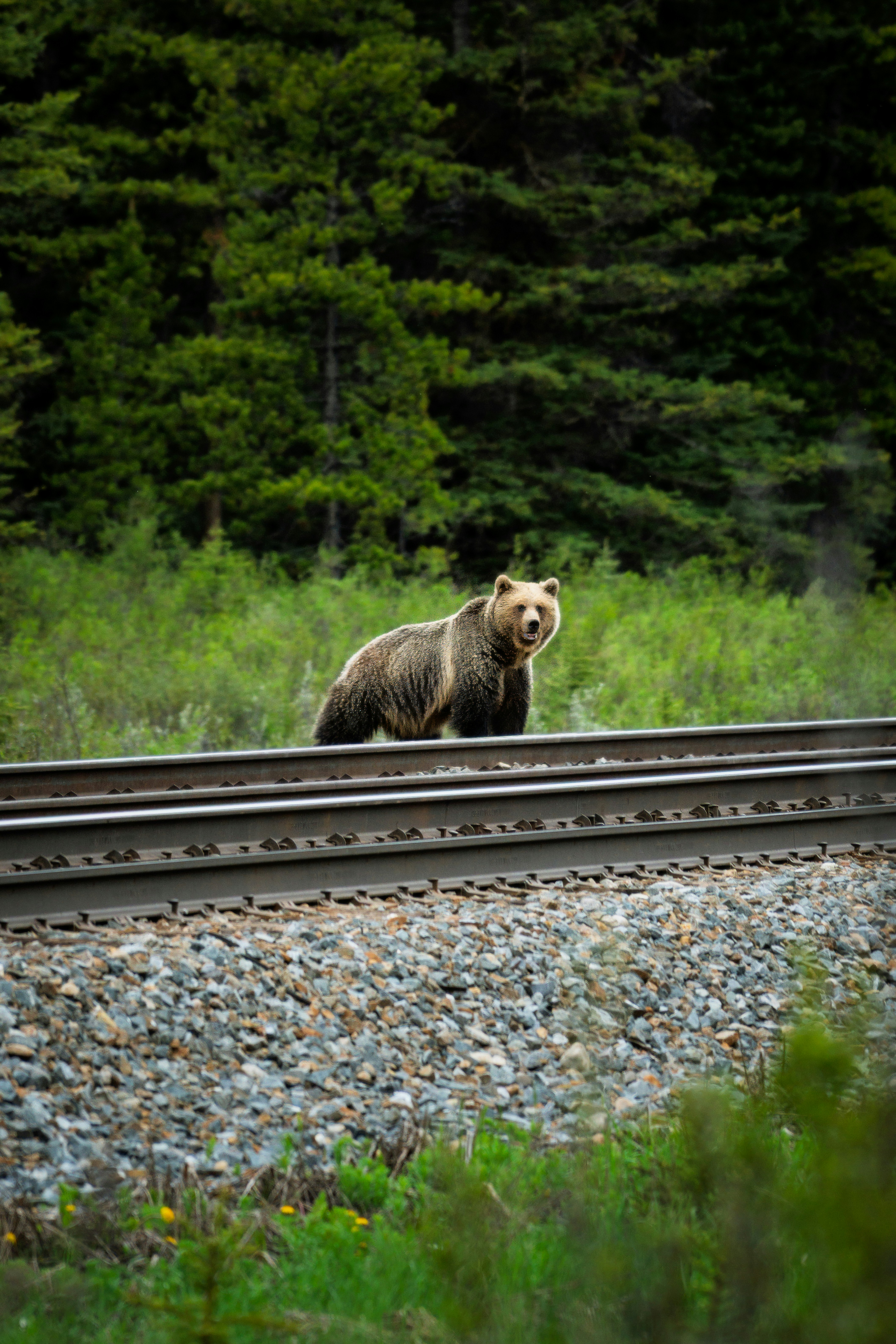 Grizzly on the Rails: A Moment Beside the Tracks