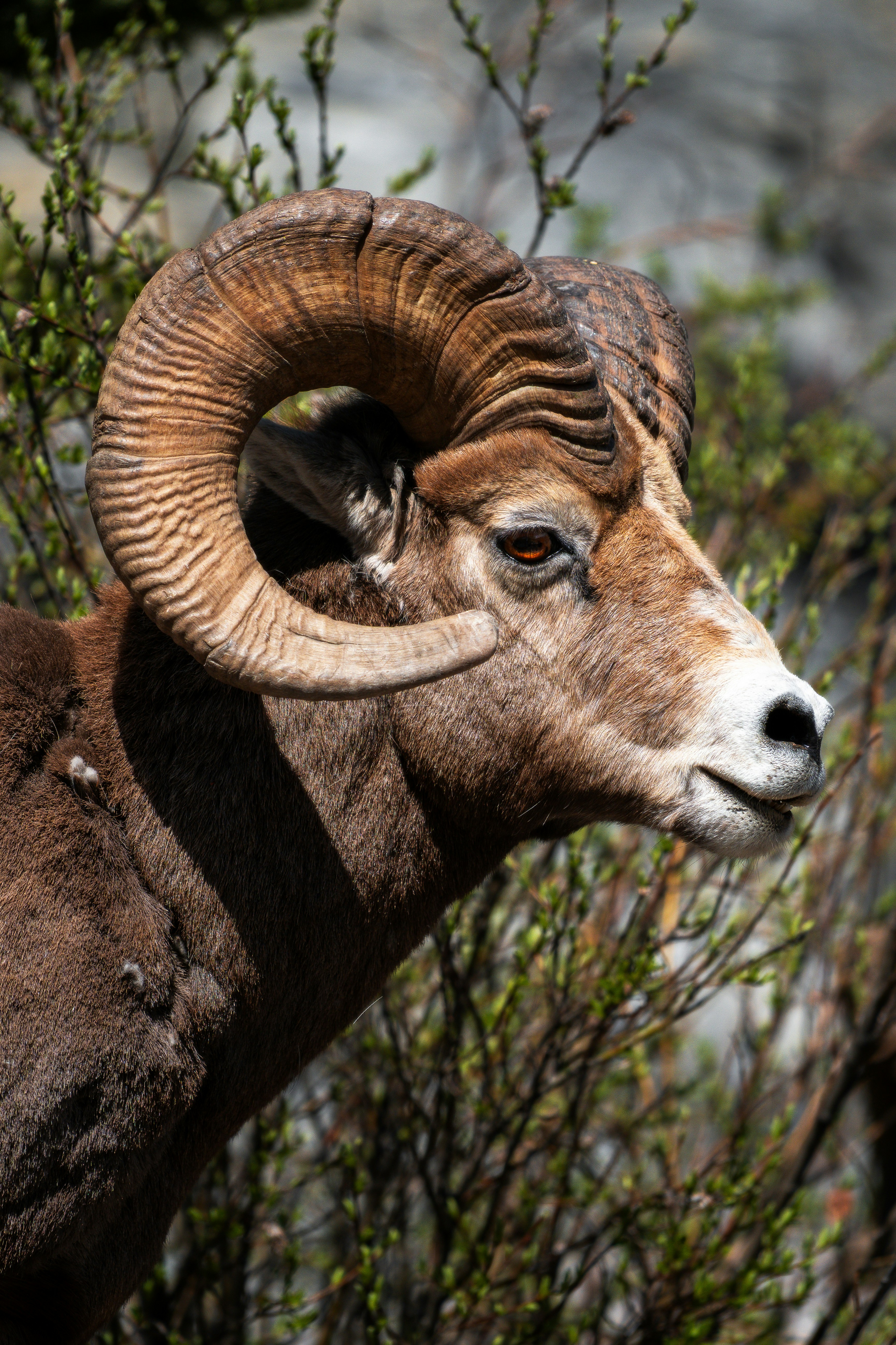 Curled Horn, Focused Gaze: A Ram in Profile