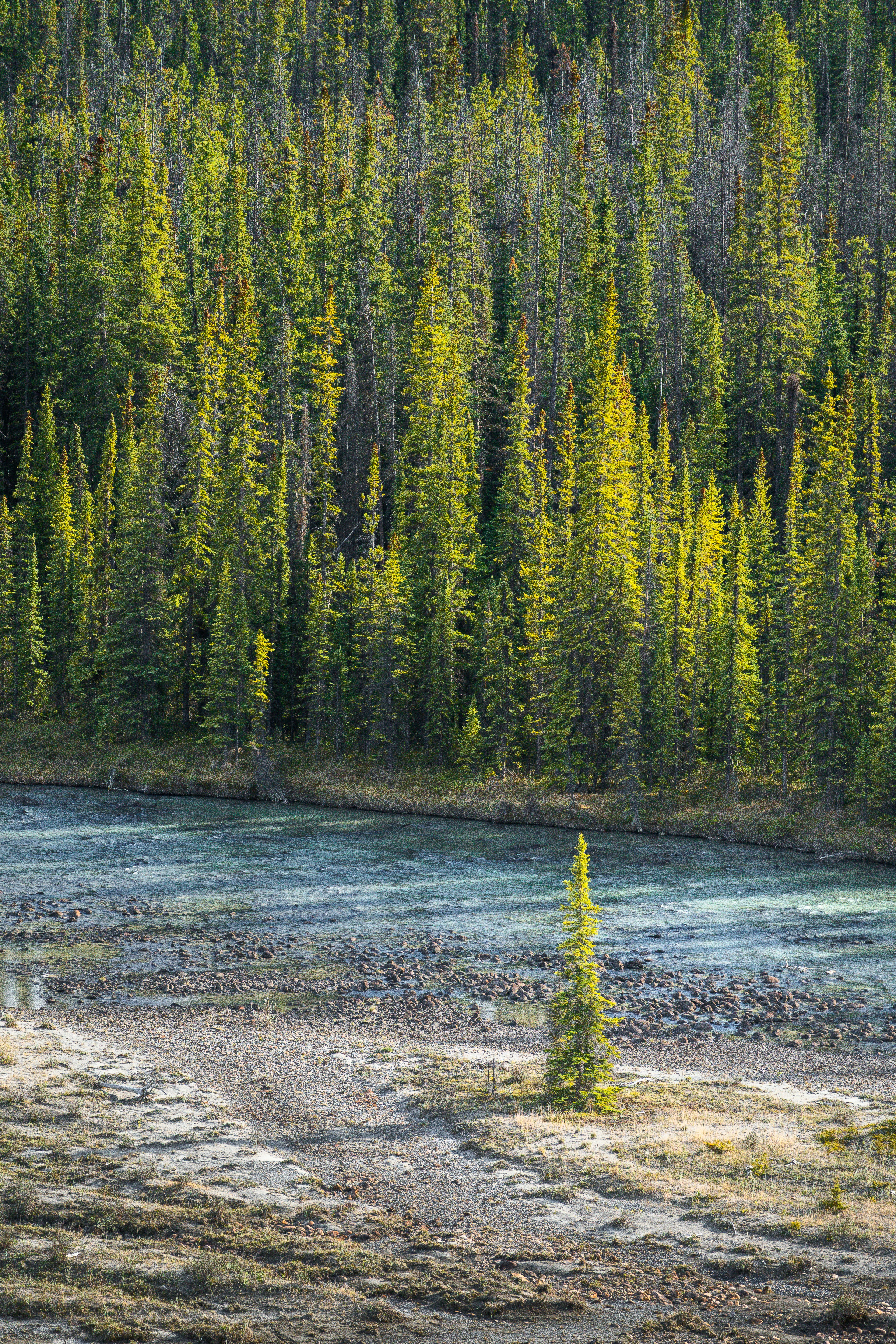 Guided by Pines: Riverbank Stand Amid Golden Forest