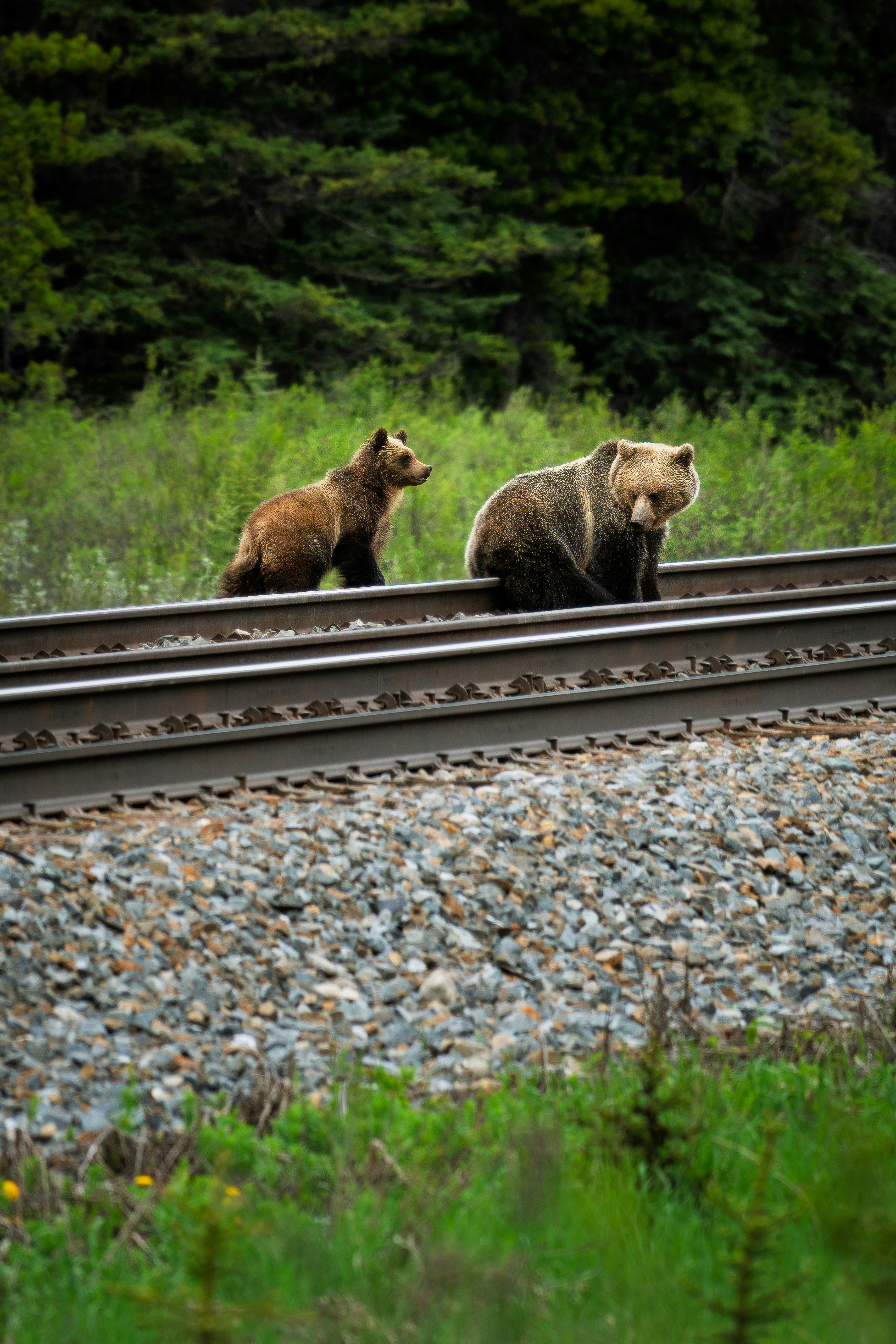 Two Bears on Rain-Slick Rails: A Quiet Moment Along the Tracks