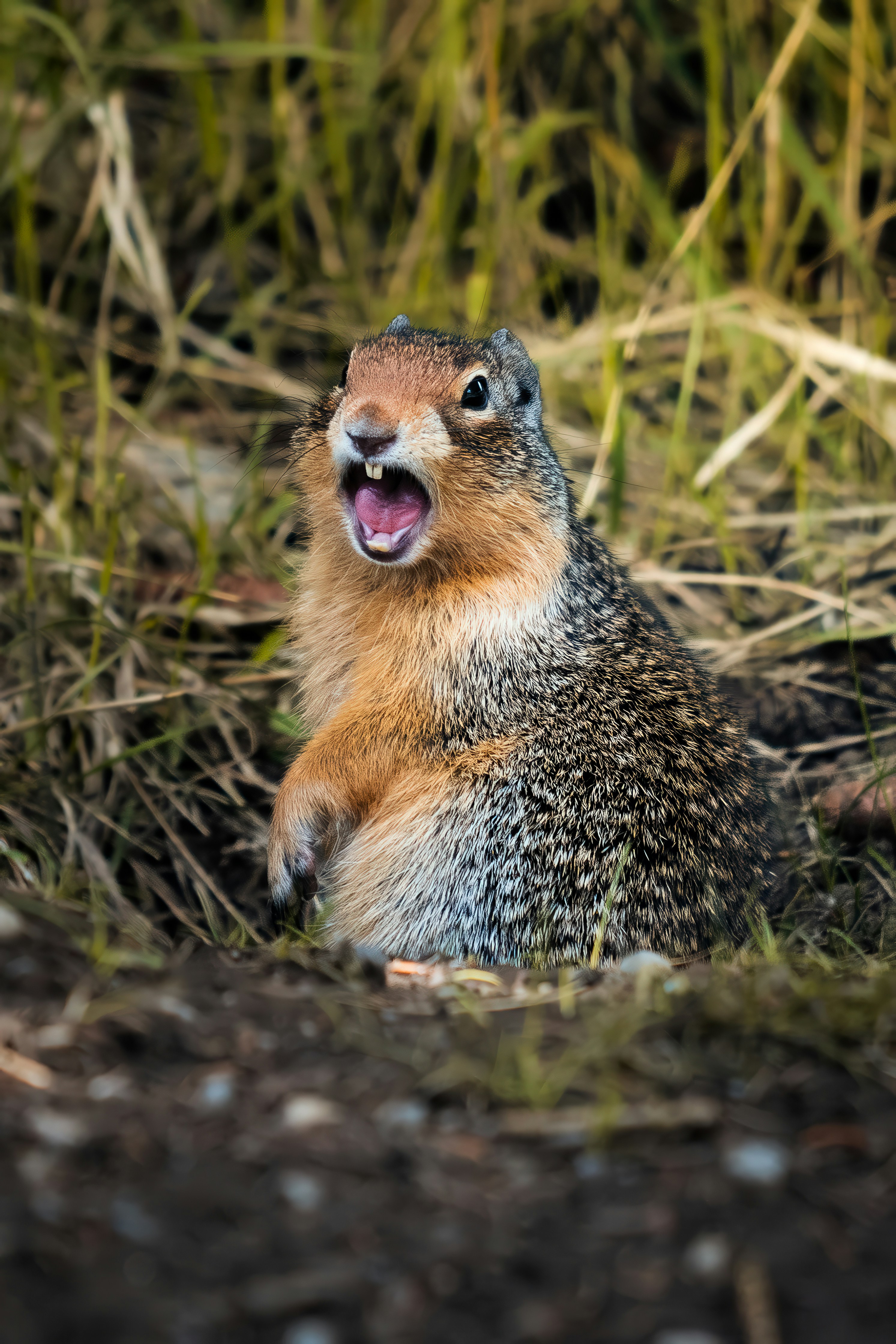 Alert Ground Squirrel Portrait: Mouth Open in a Sudden Pause
