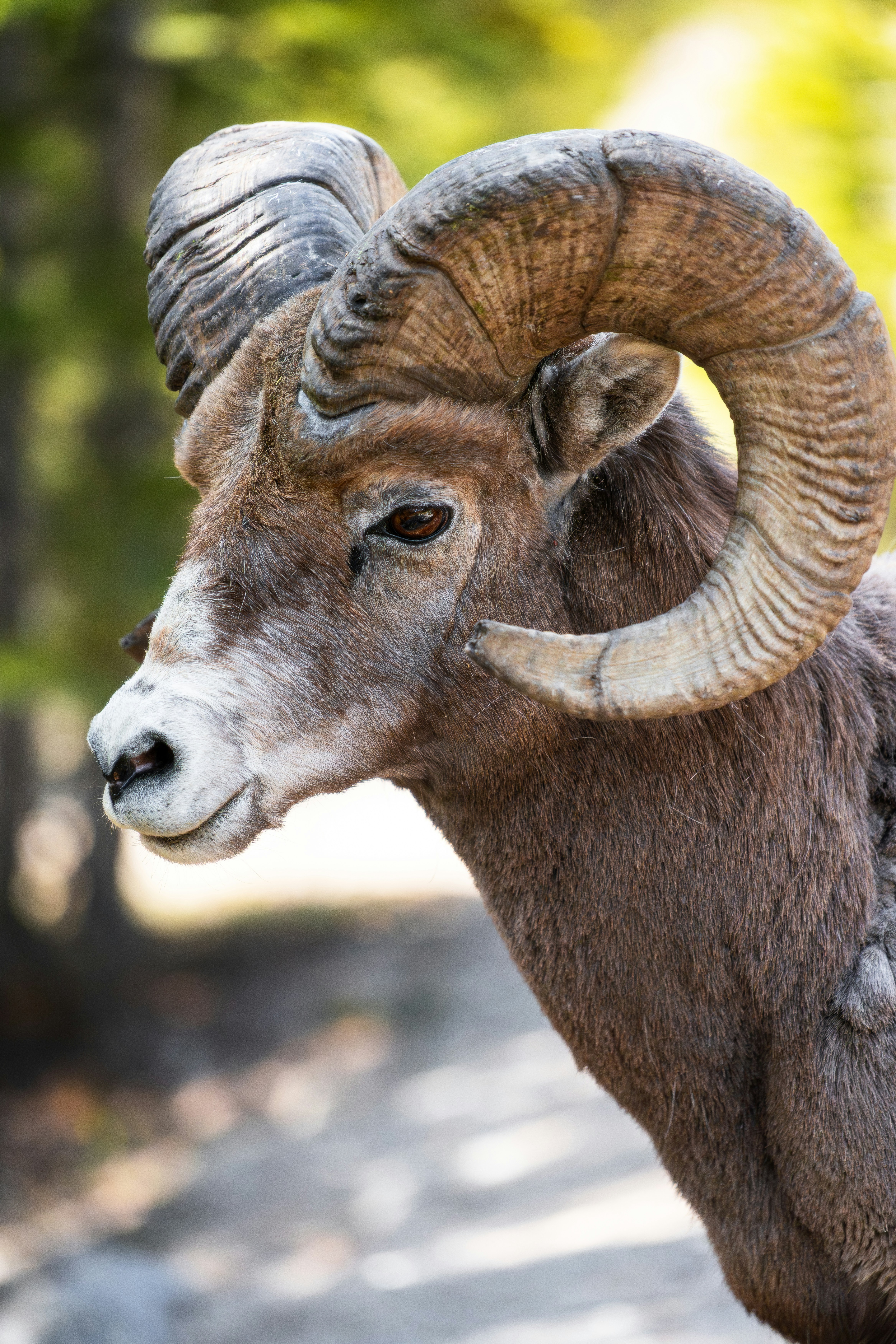 Horned Sentinel: Portrait of a Bighorn Ram in Gentle Light