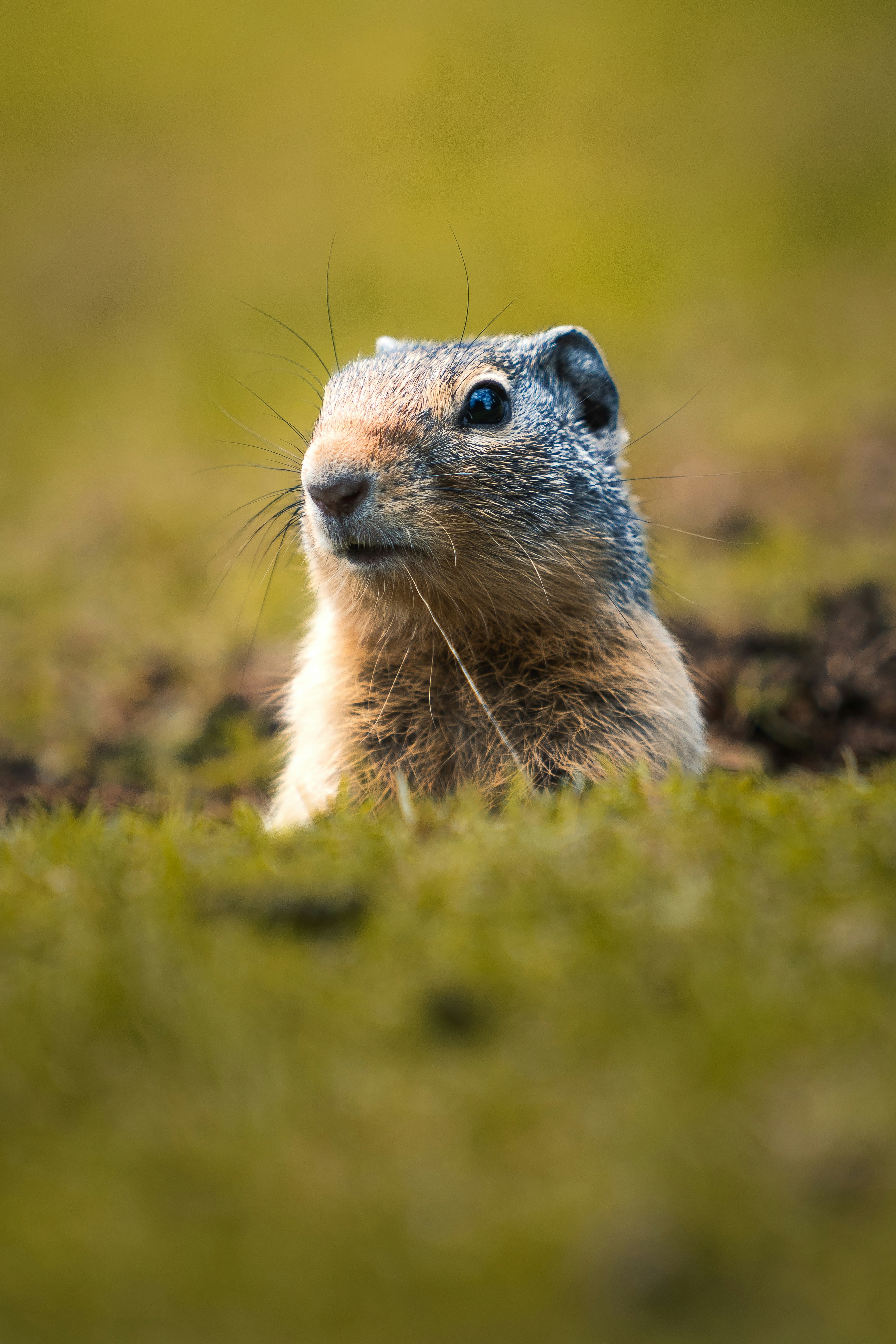 Curious Ground Squirrel Peering from the Grass